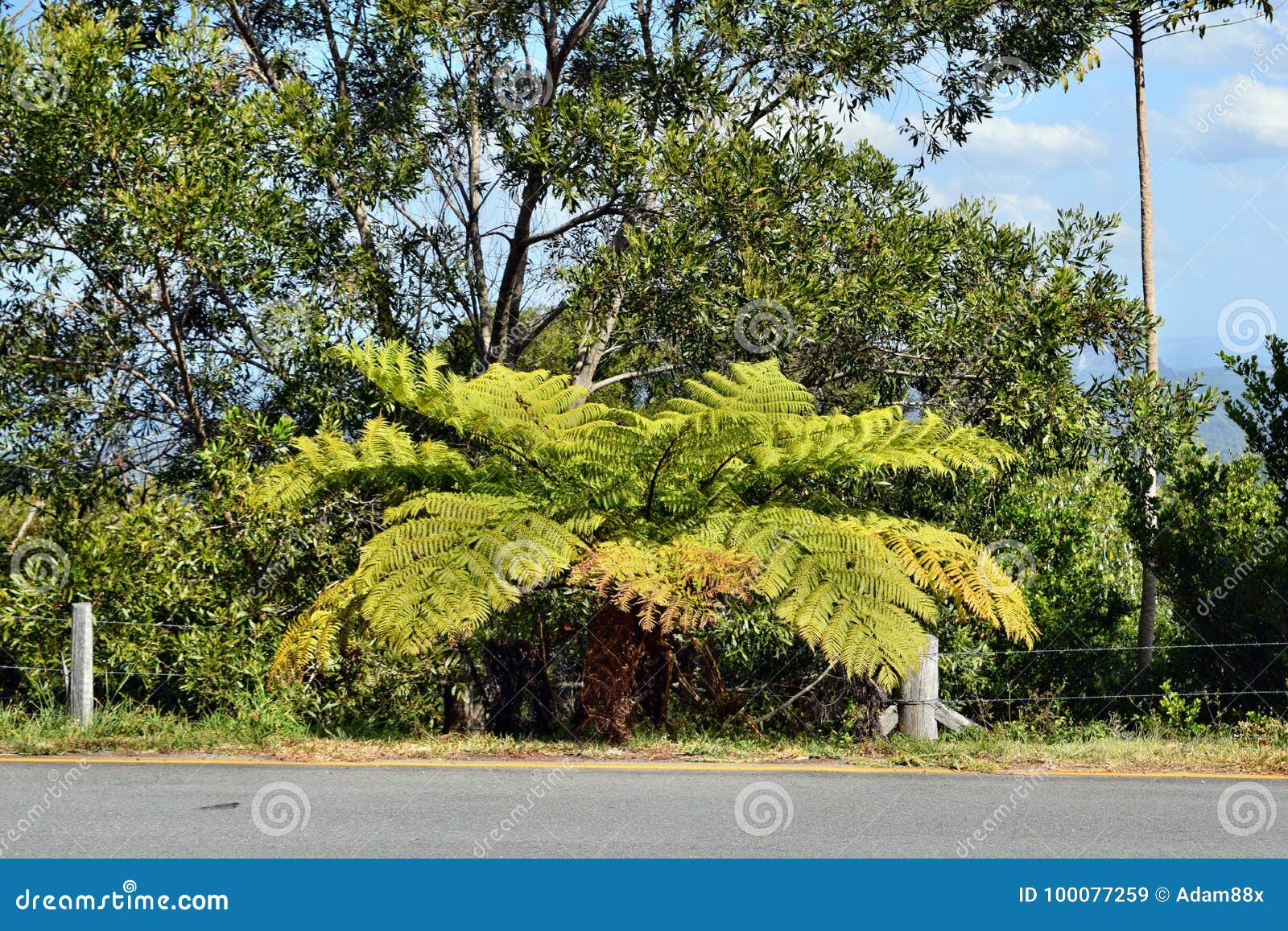 Australian Big Green Tree Ferns Stock Image - Image of leaf, abstract ...