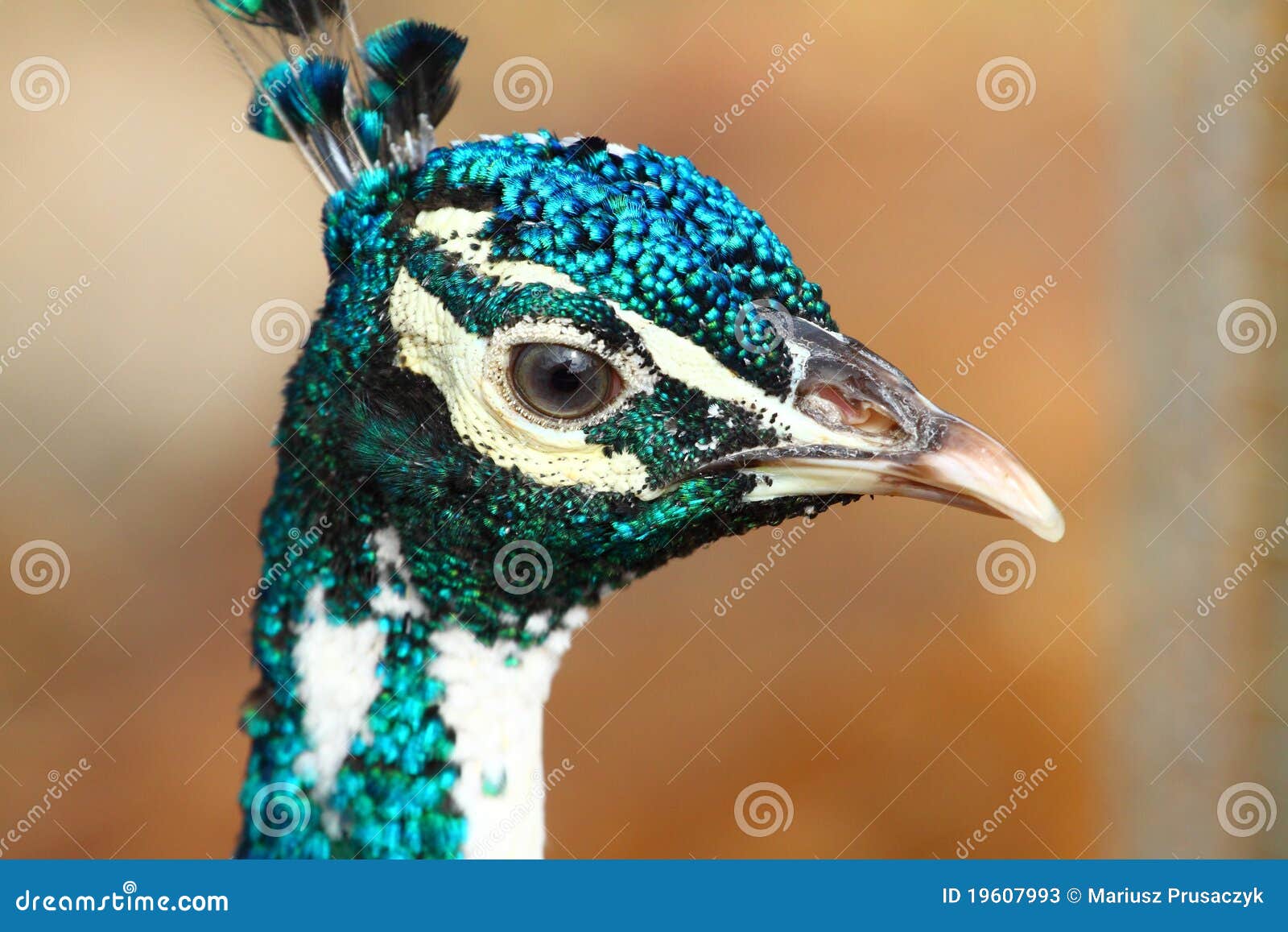 Australian Bird stock image. Image of natural, green - 19607993