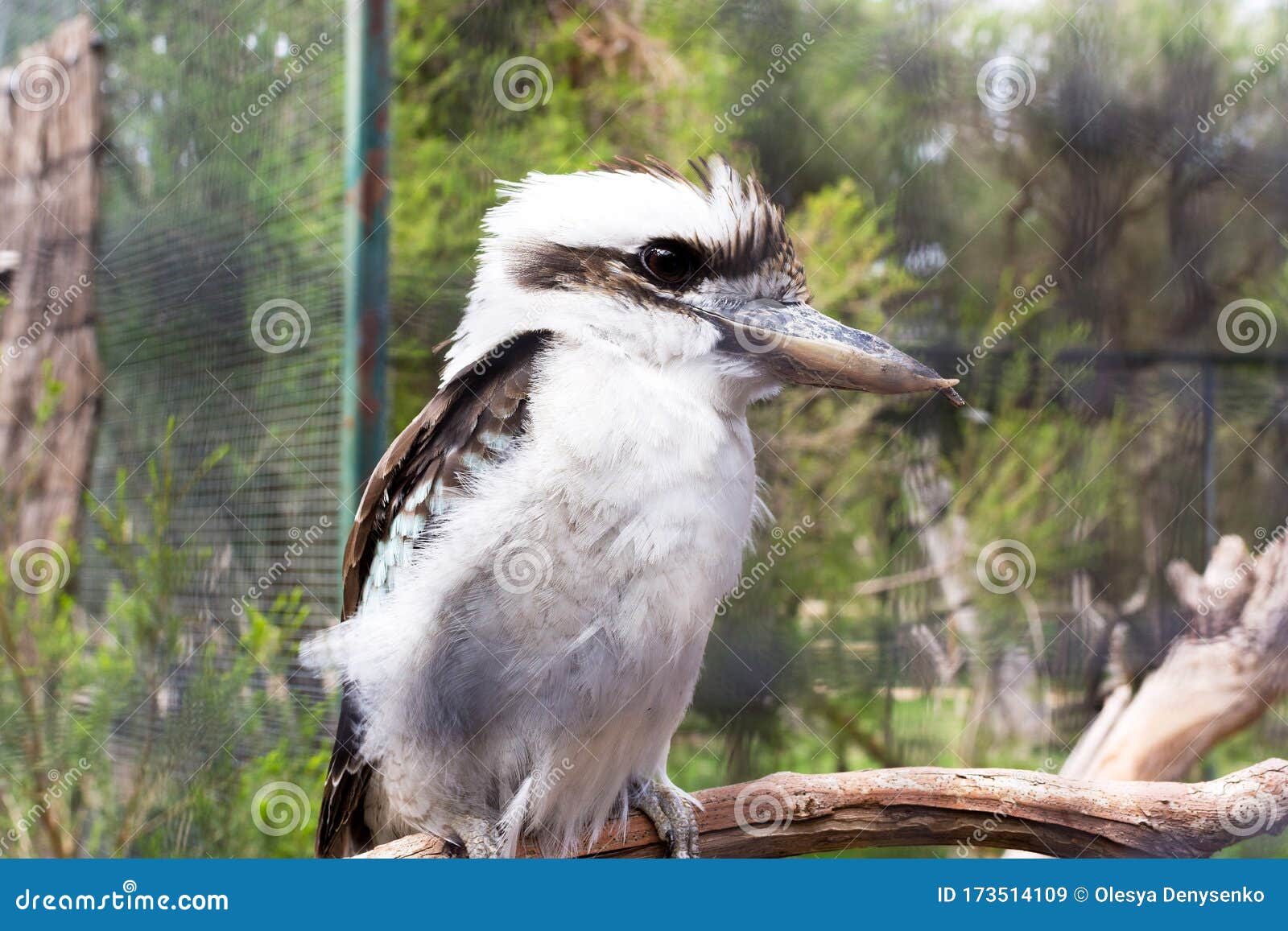 Australian Bird Kookaburra. Melbourne Stock Image - Image of feathers ...
