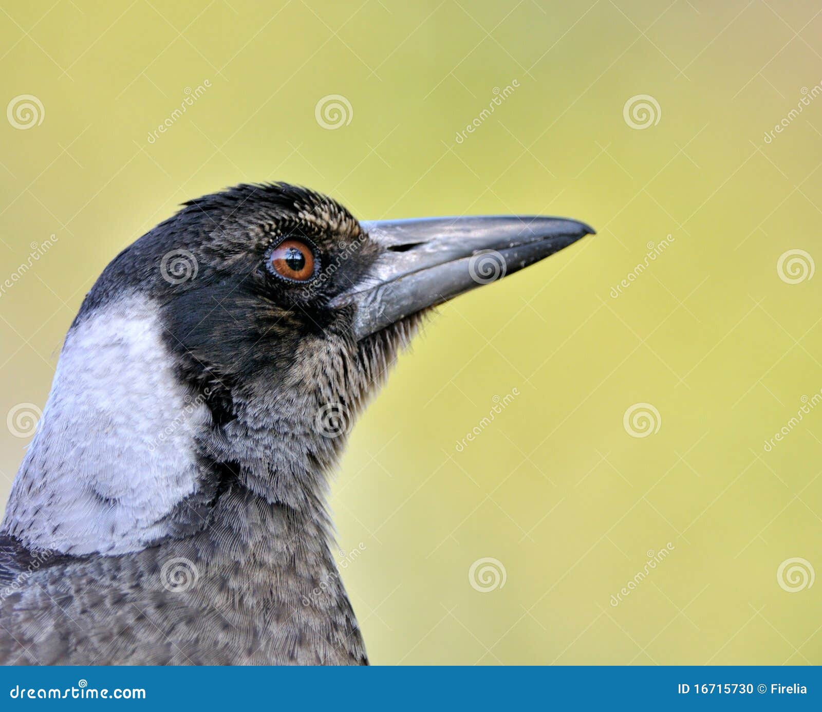 Australian Bird Portrait Stock Photo | CartoonDealer.com #16715730