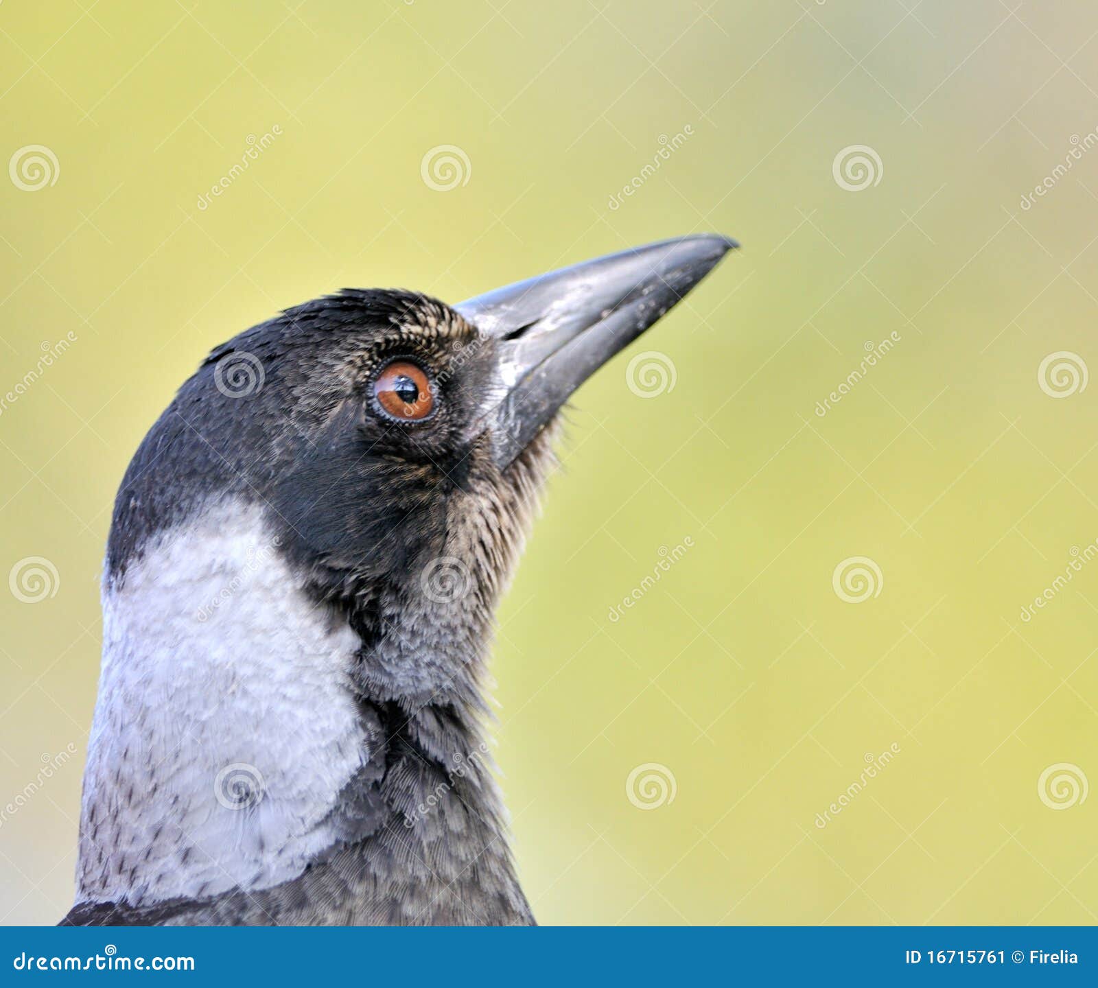 Low Key Bird Portrait Royalty-Free Stock Photo | CartoonDealer.com ...