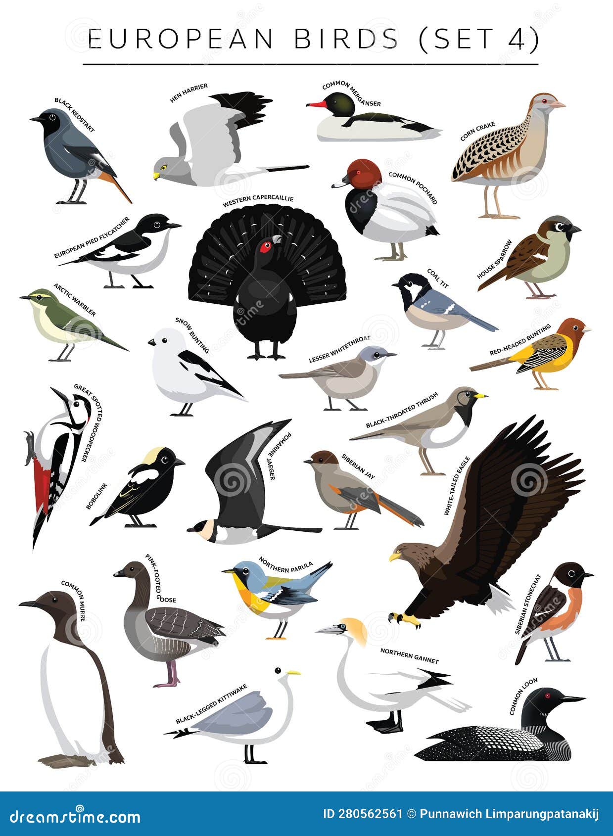 Australian Birds Set Cartoon Vector Character 4 Stock Vector ...