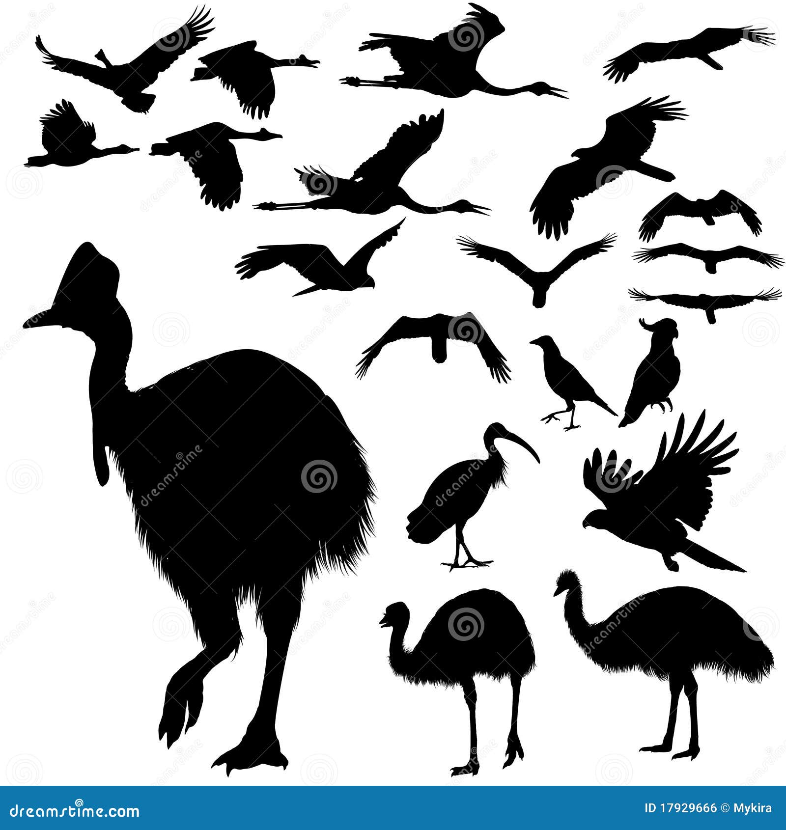 Set Of Australian Birds Engraved, Hand Drawn Vector Illustration In ...