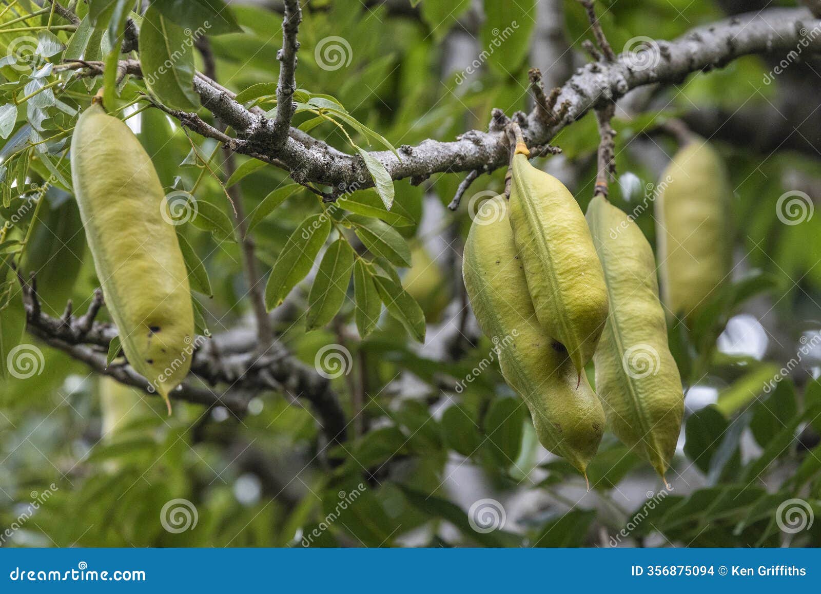 Australian Black Bean Seed Pods Stock Photo - Image of flora, australe ...