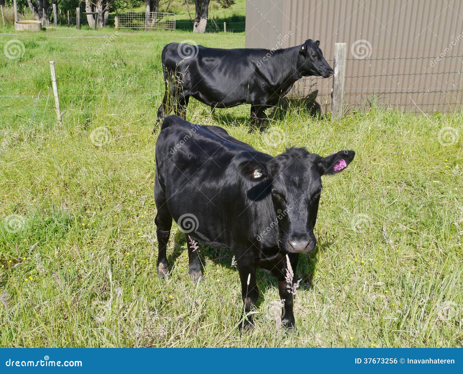 Australian black cows stock photo. Image of victoria - 37673256