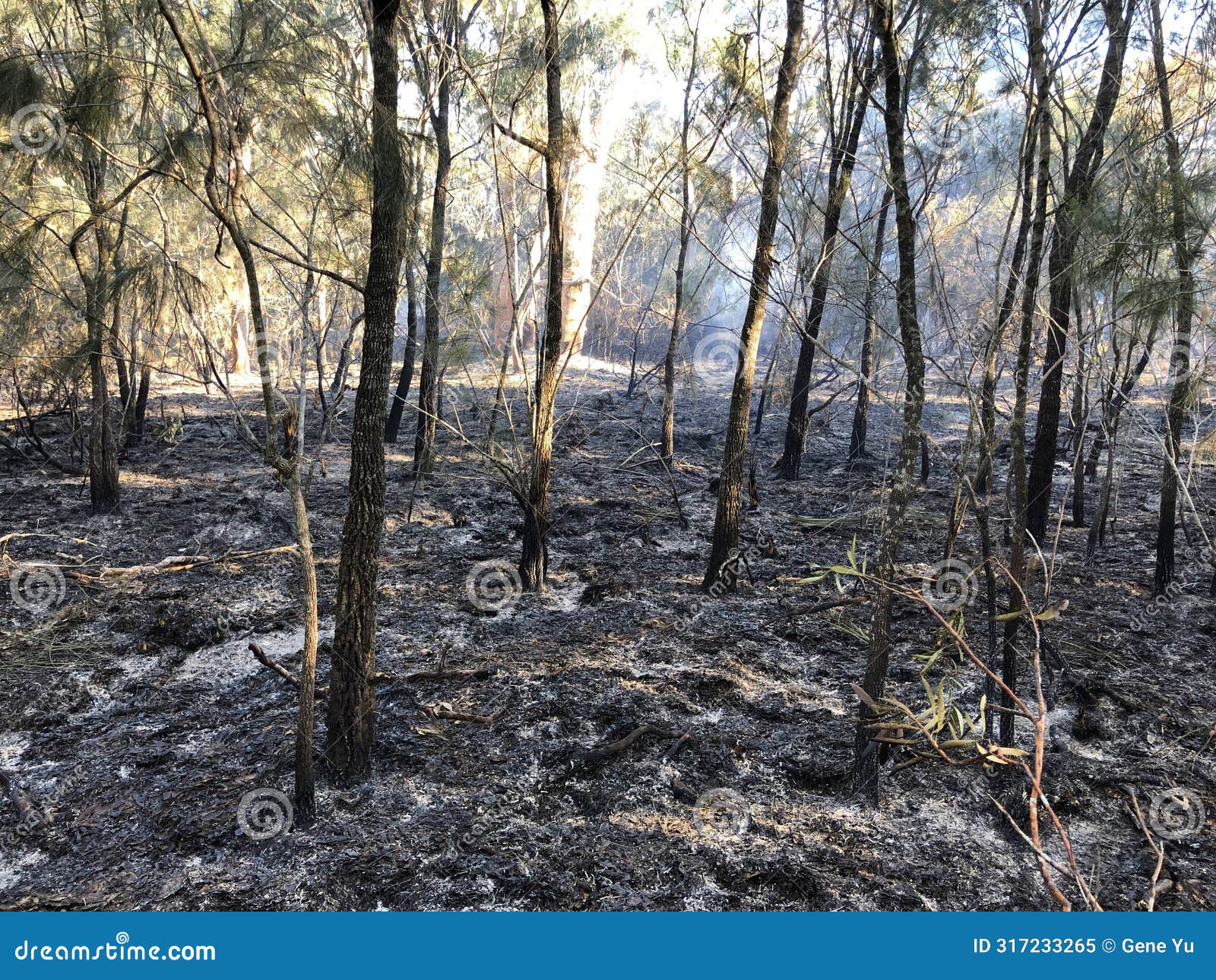 2019-2020 Australian Black Summer Bushfire Stock Image - Image of trail ...