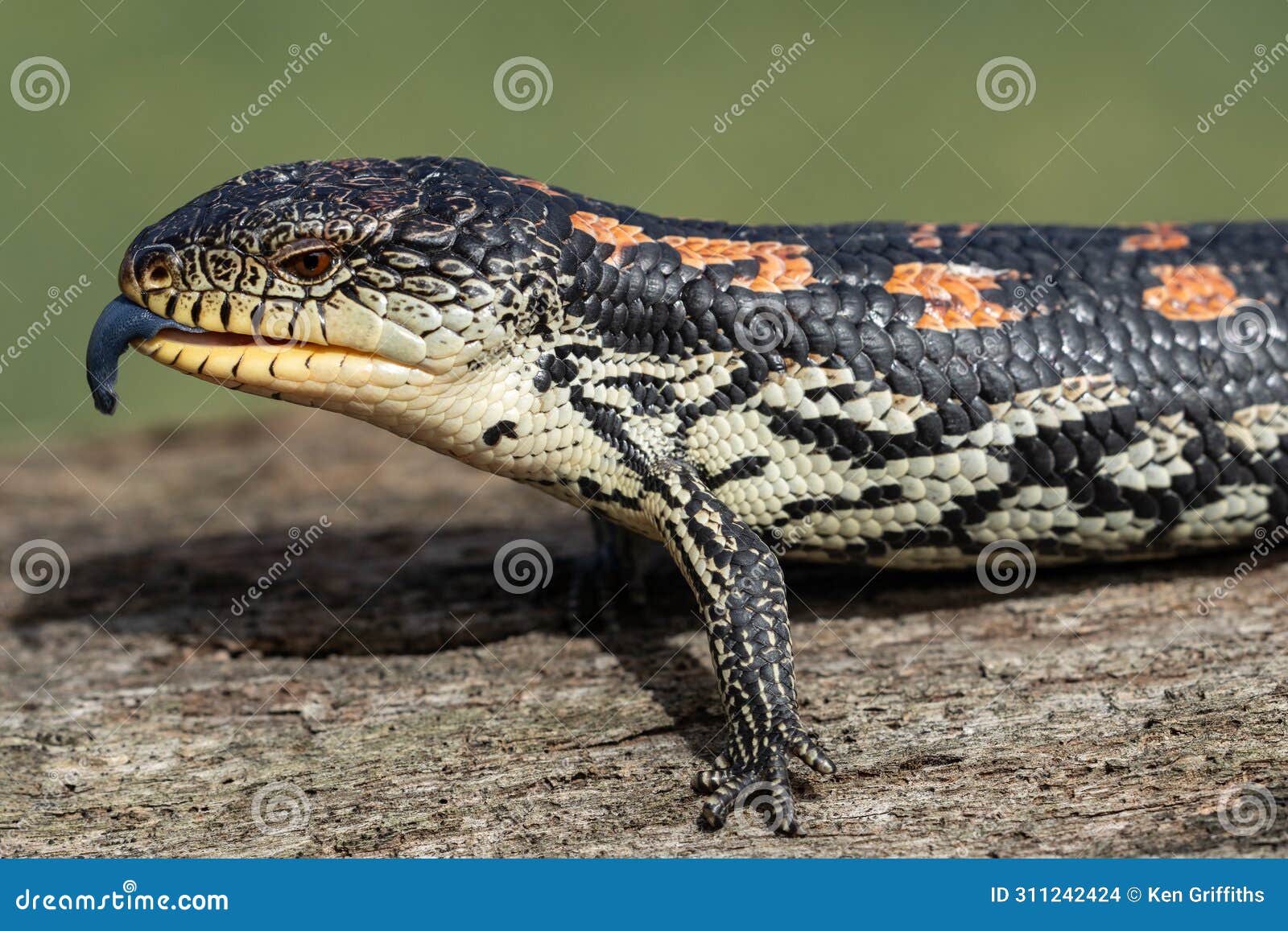 Australian Blotched Blue-tongue Lizard Stock Photo - Image of nature ...