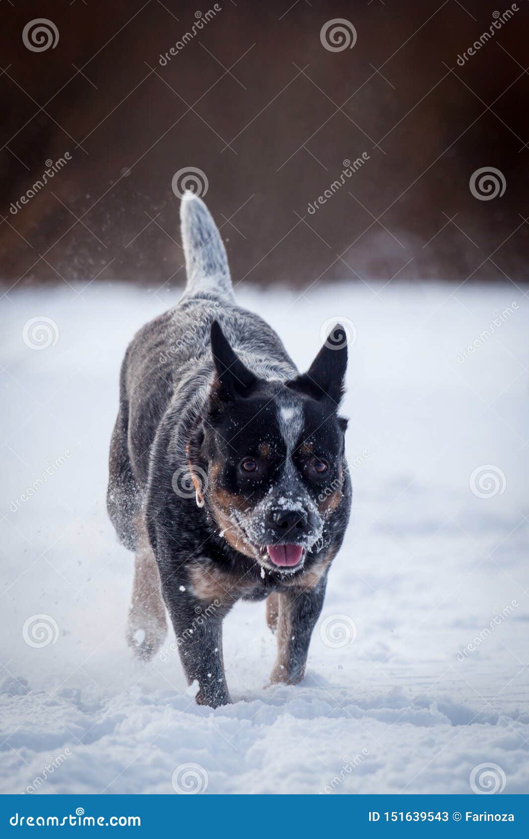 Australian Blue Cattle Dog on the Winter Field Stock Image - Image of ...