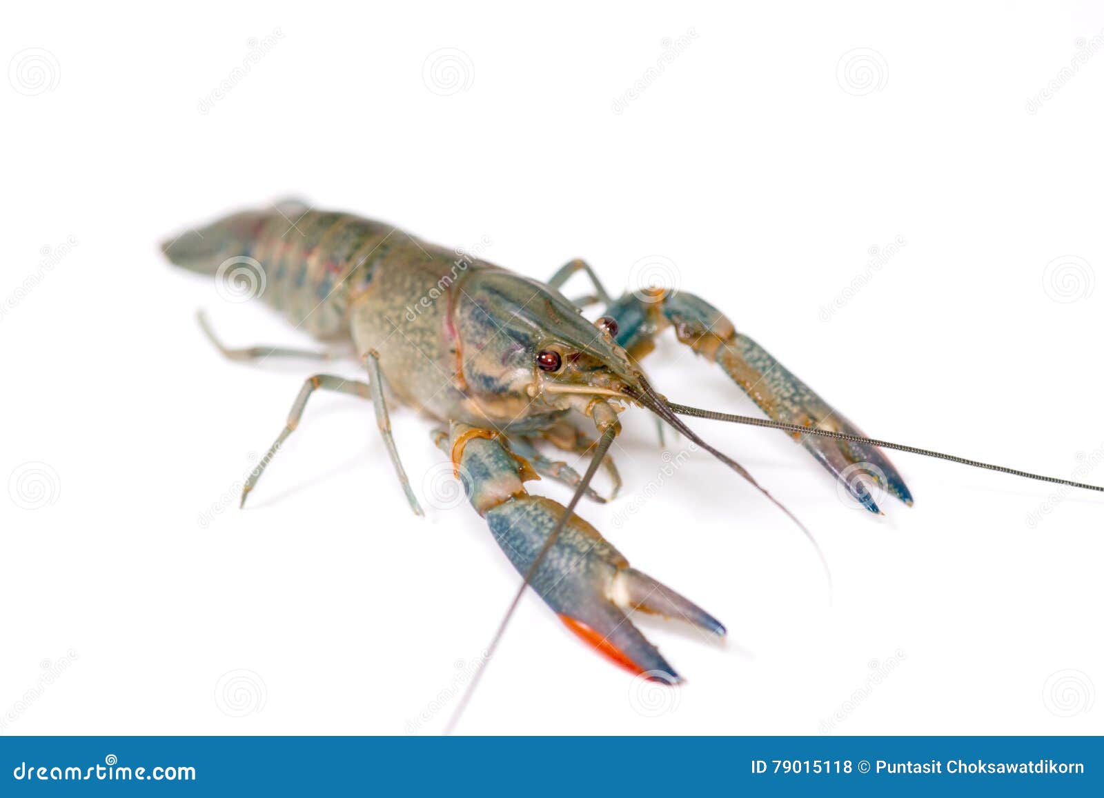 Australian blue crayfish stock photo. Image of prawn - 79015118
