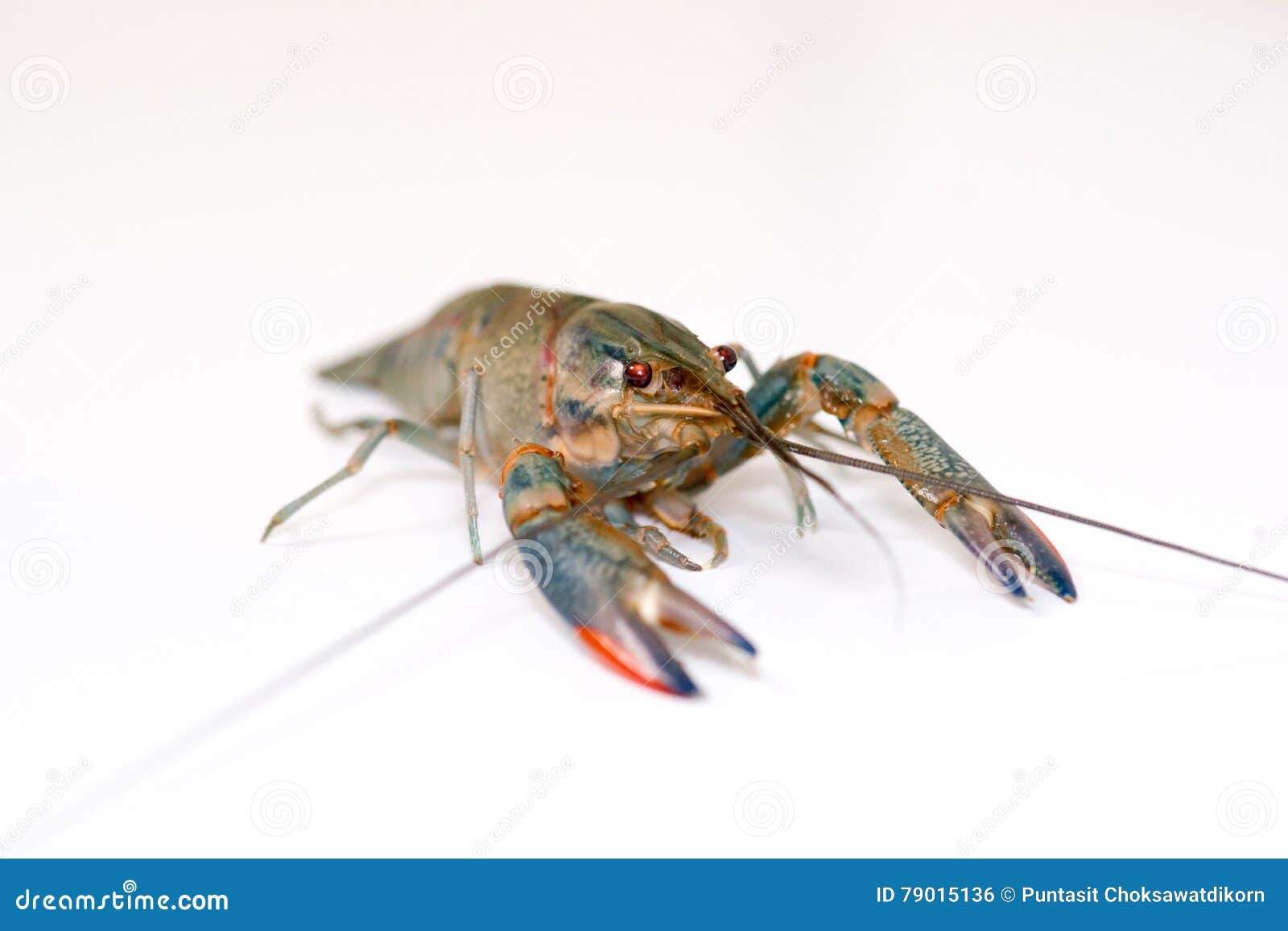 Australian blue crayfish stock photo. Image of nature - 79015136
