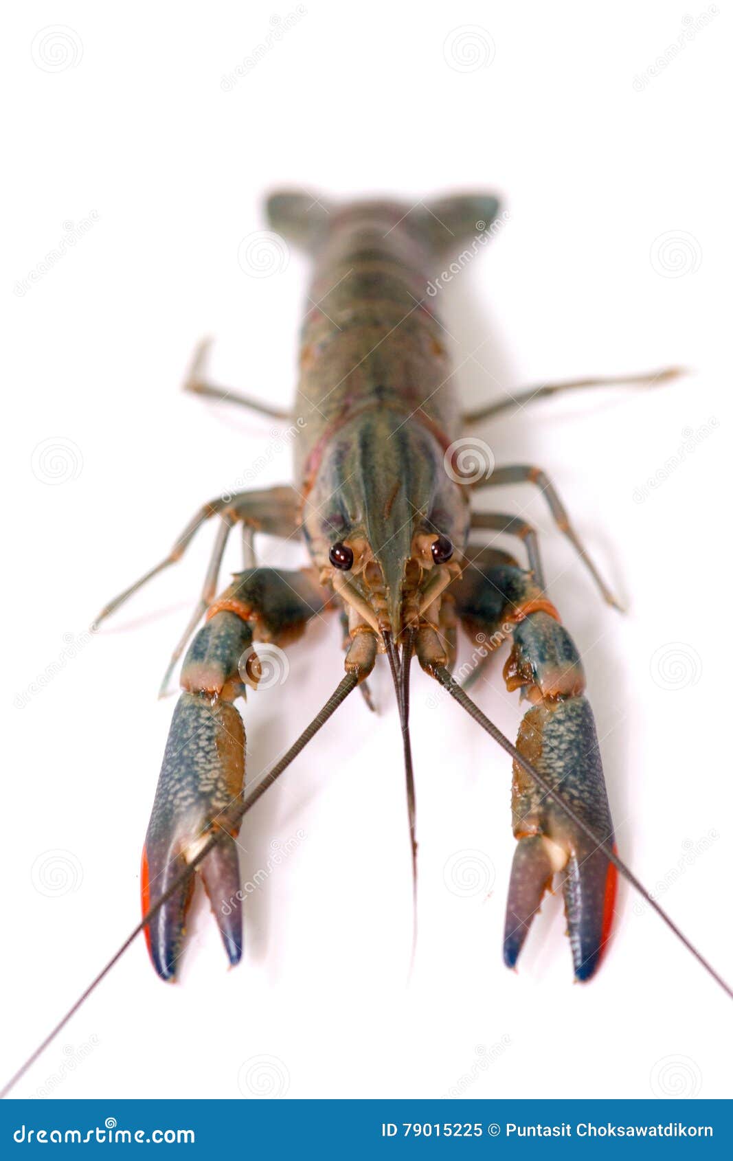 Australian blue crayfish stock image. Image of protection - 79015225