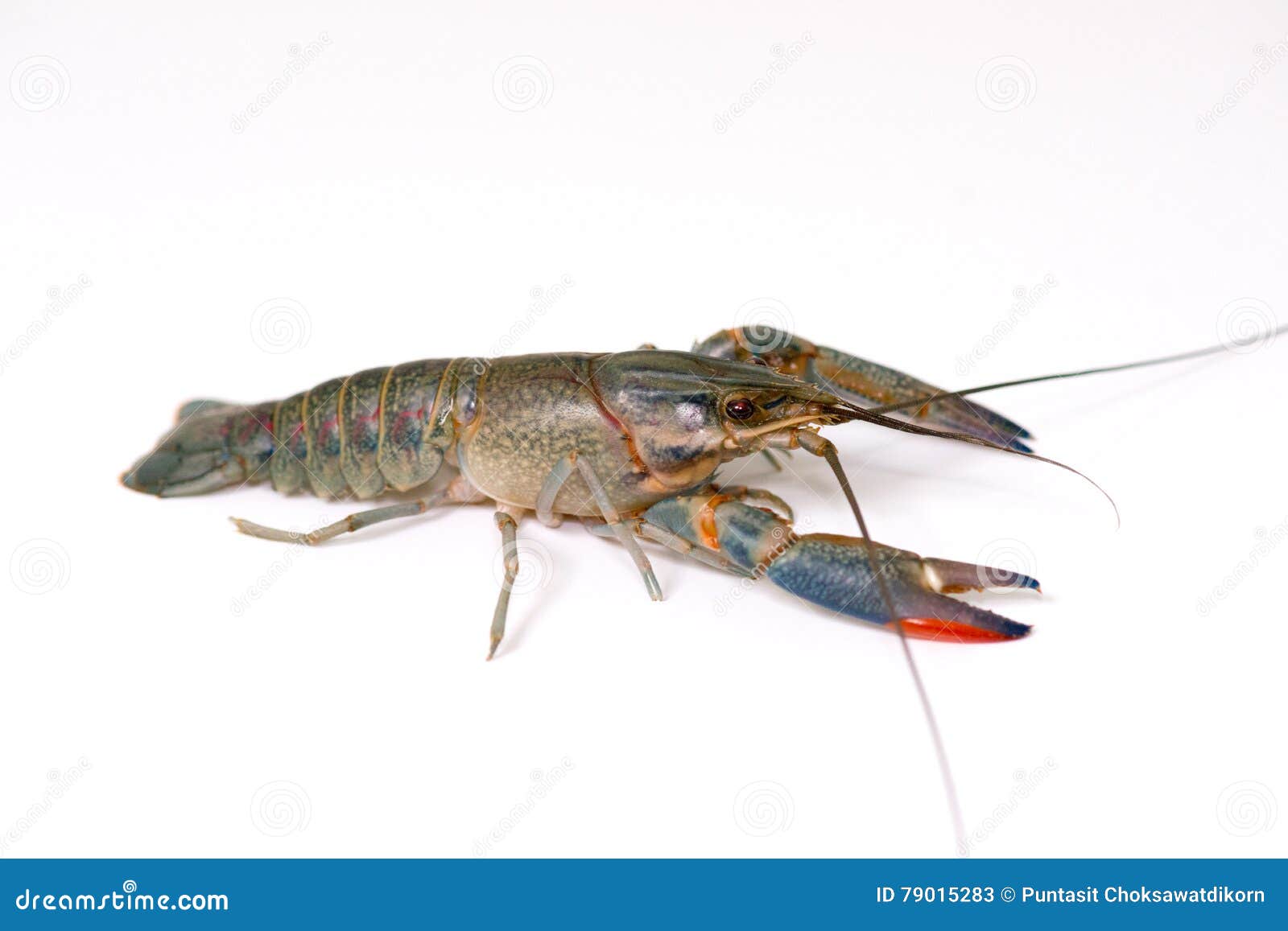 Australian blue crayfish stock image. Image of adventure - 79015283