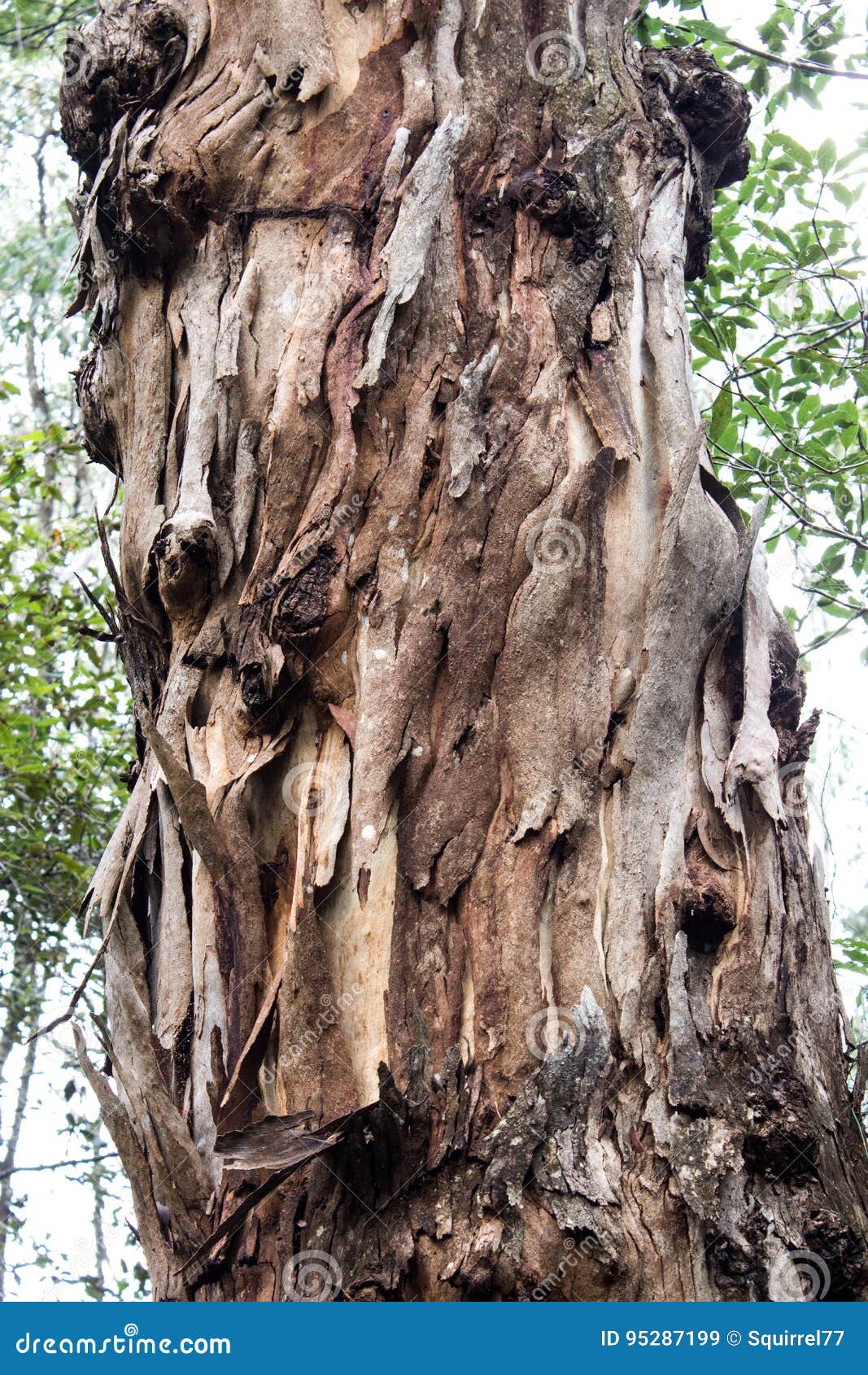 Peeling Bark On Eucalyptus Tree Trunk Royalty-Free Stock Photography ...