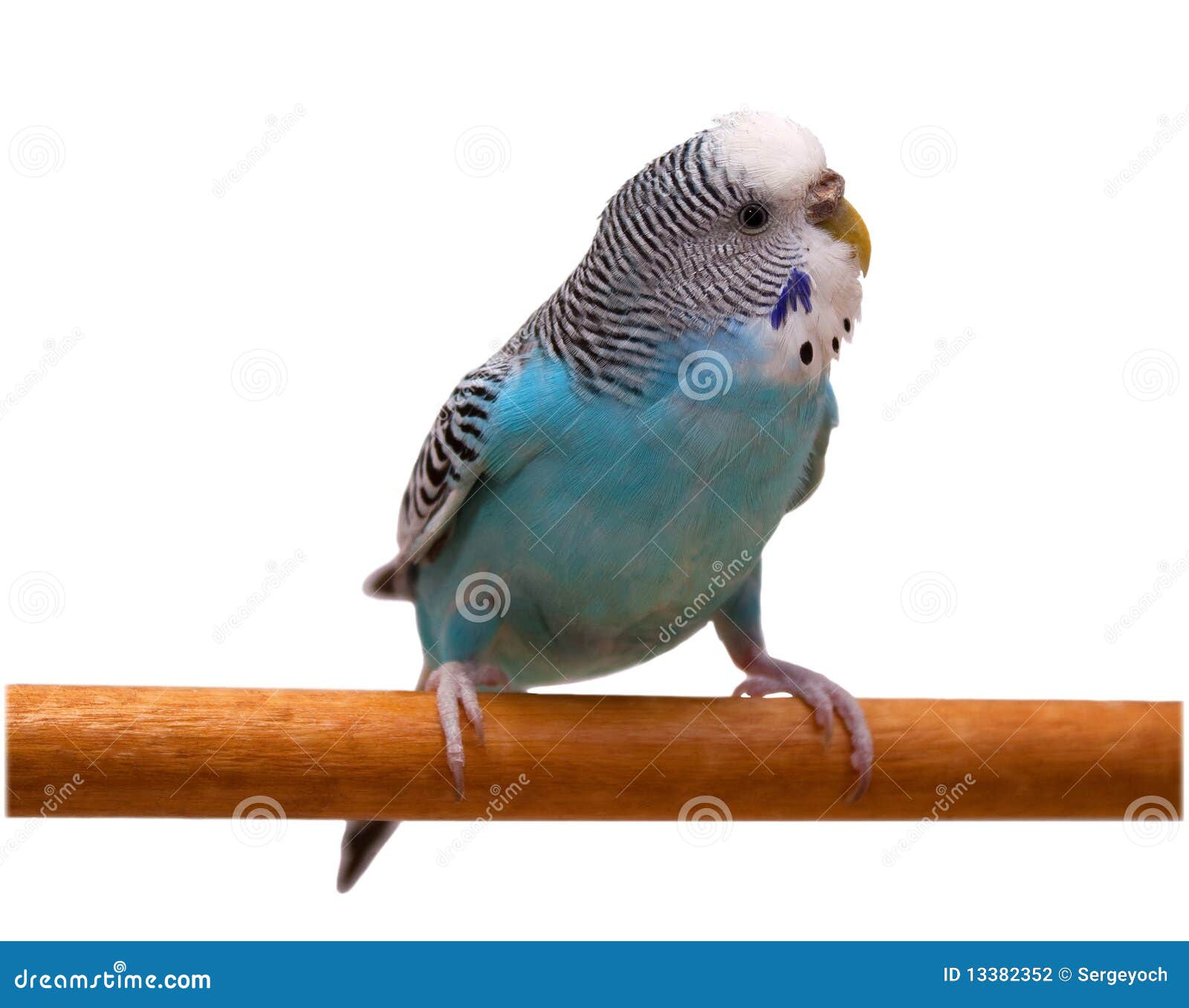 Australian Blue Parrot Isolated Stock Photo - Image of head, wing: 13382352