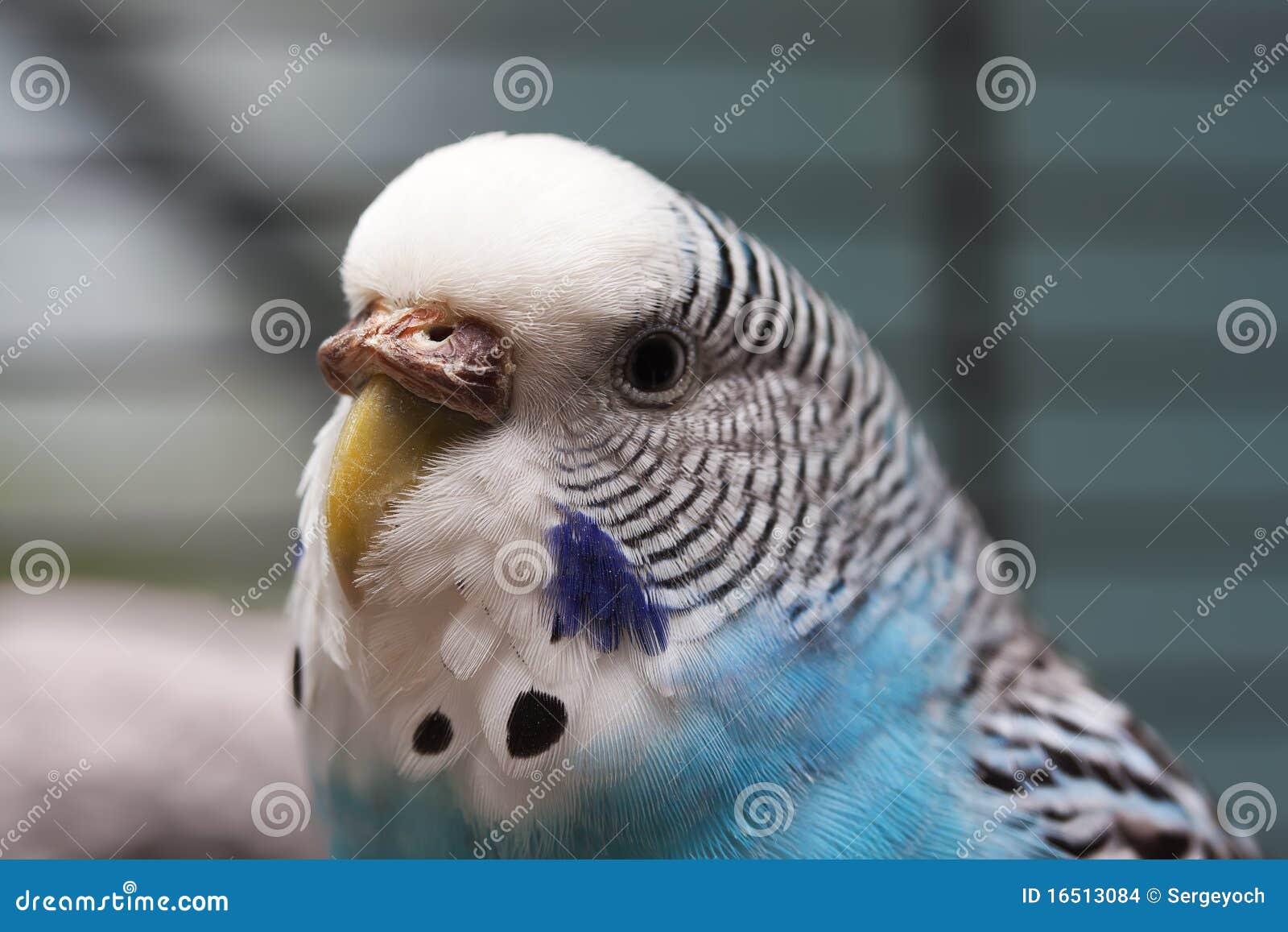 Australian Blue Flower Wasp, Austroscolia Soror, Family Scoliidae ...