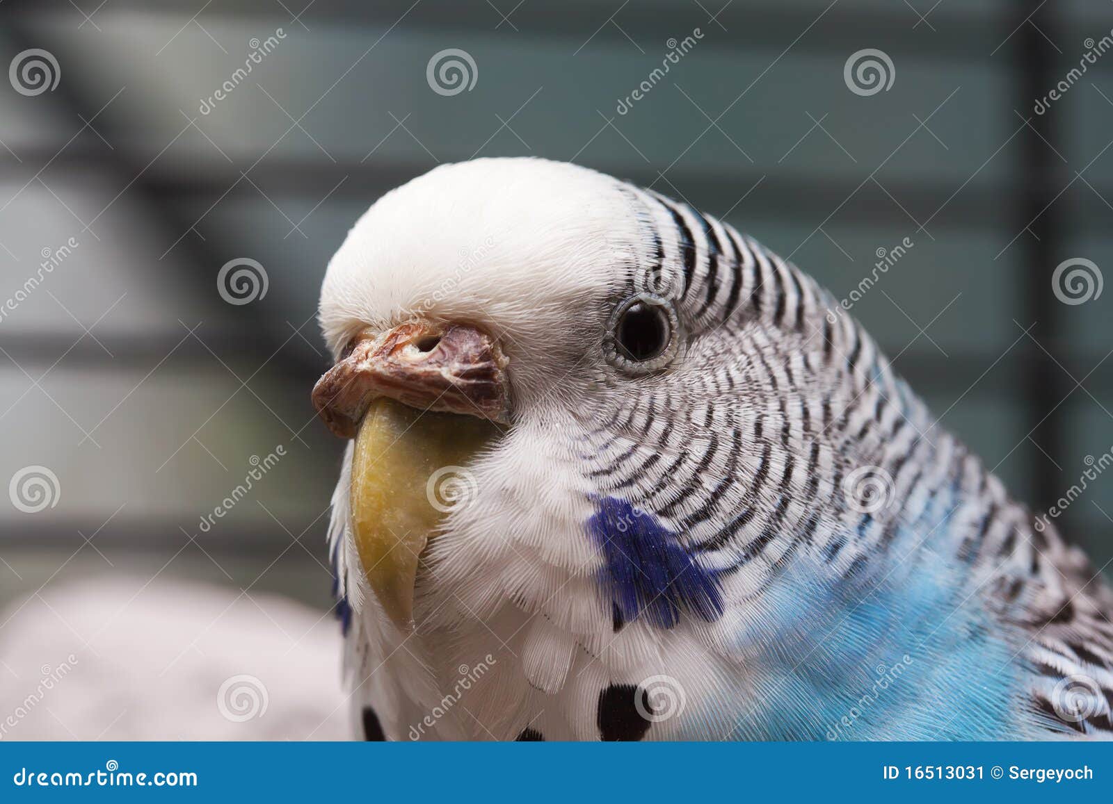 Australian Blue Parrot Macro 3 Stock Image - Image of budgie ...