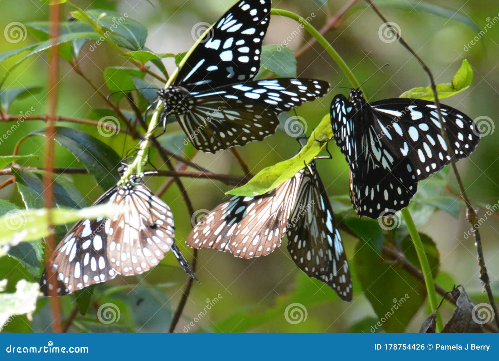 Australian Blue Tiger Nymph Butterflies Stock Photo - Image of nymph ...