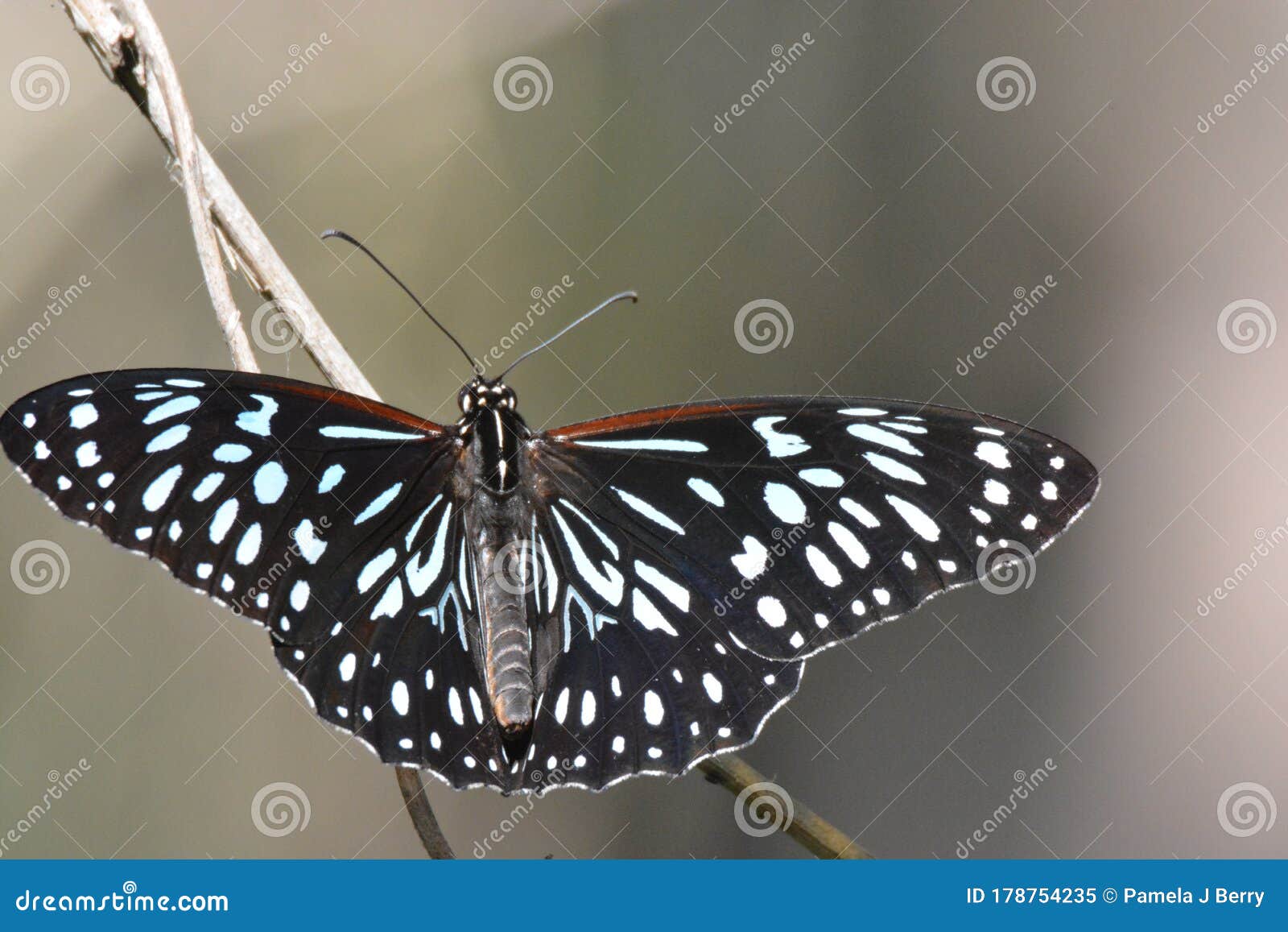 Australian Blue Tiger Nymph Butterfly Stock Image - Image of creature ...