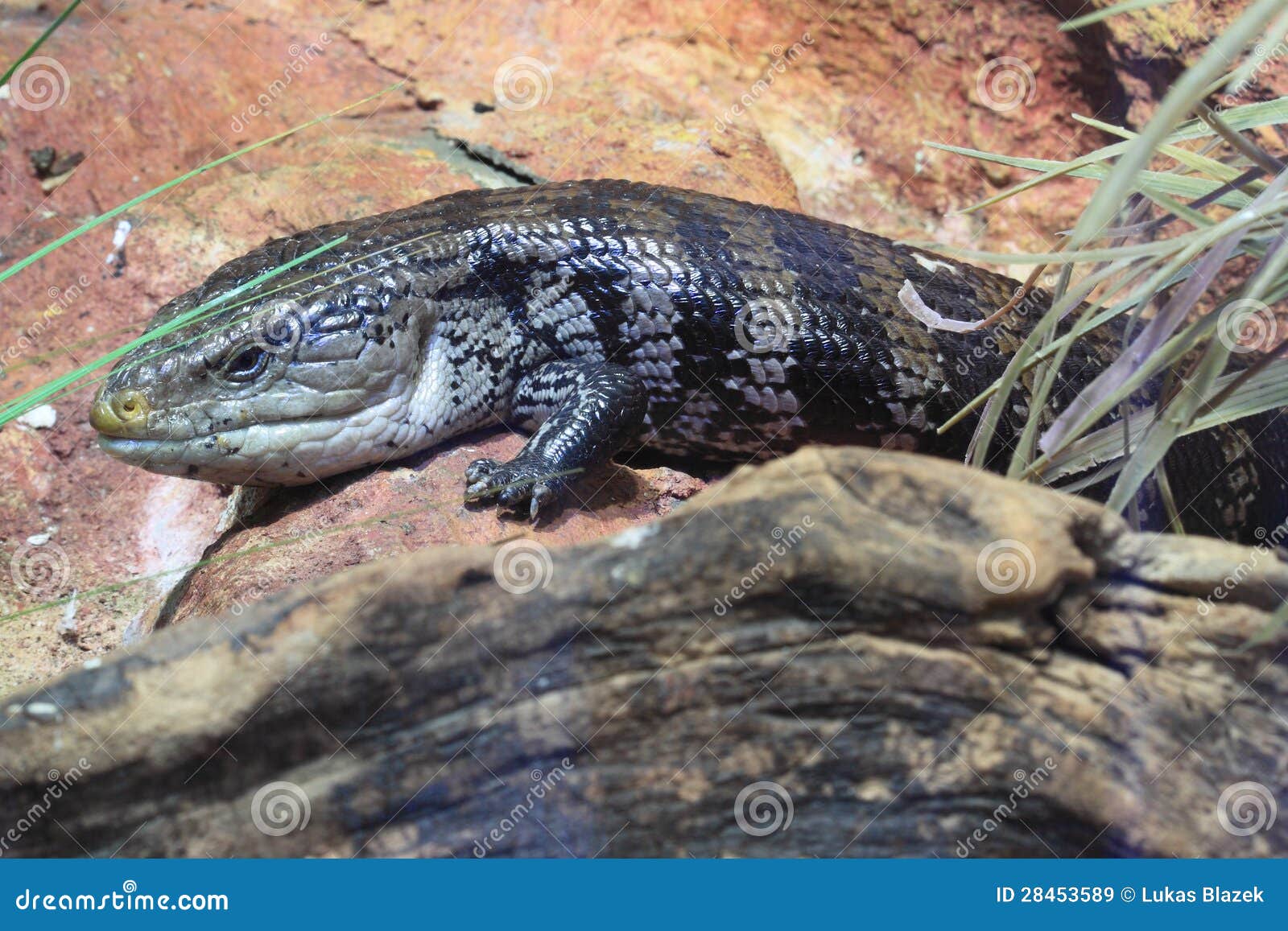 Australian Blue-tongued Skink Stock Image - Image of tongued, animal ...