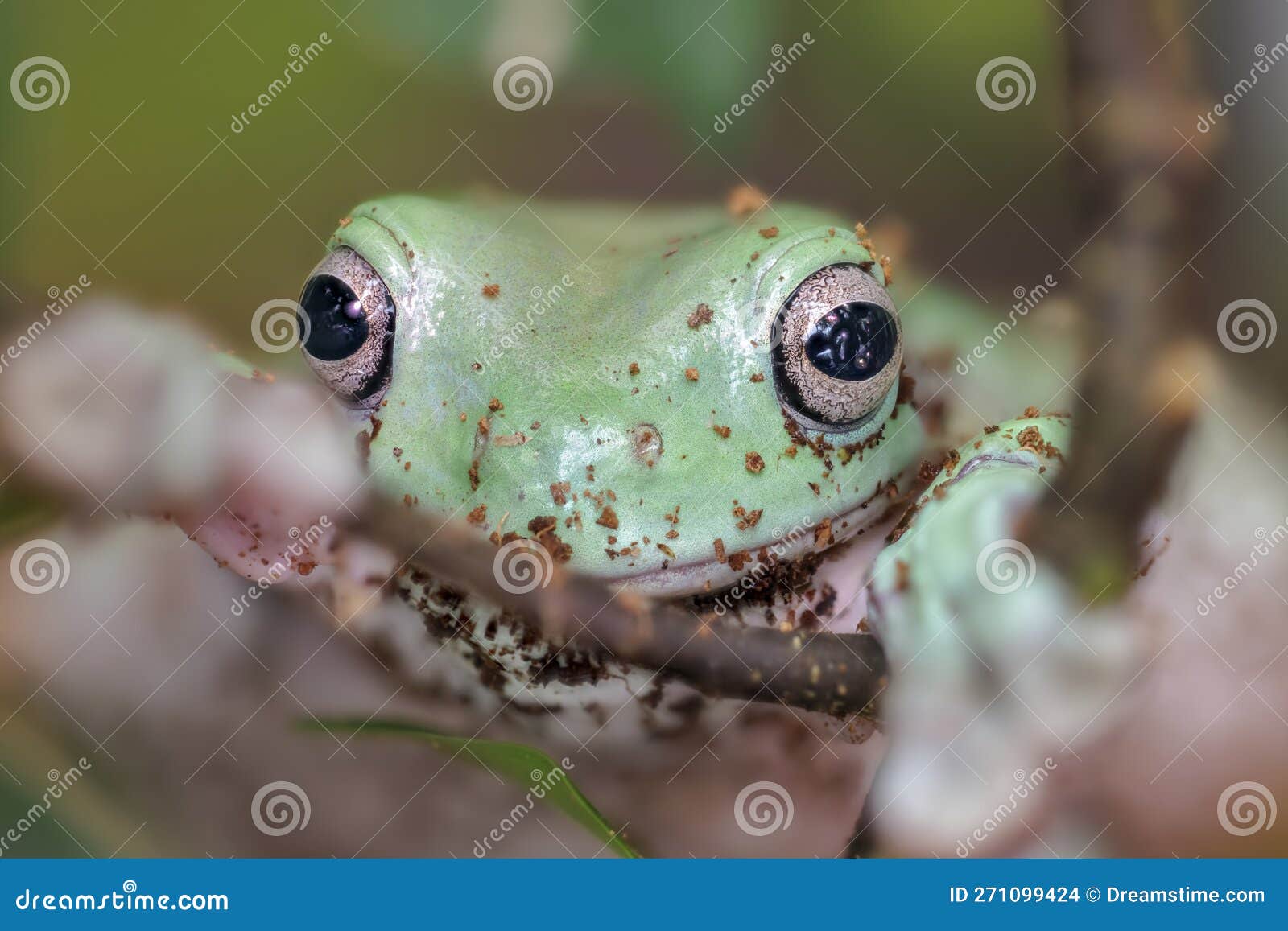 Australian Blue Tree Frog, Litoria (Litoria Caerulea Stock Photo ...