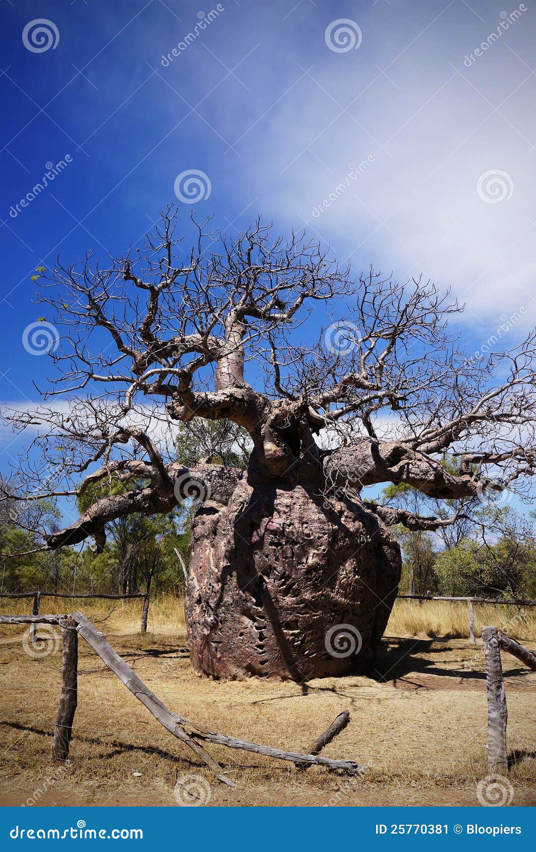 Australian Boab Prison Tree Stock Image - Image of blue, flora: 25770381