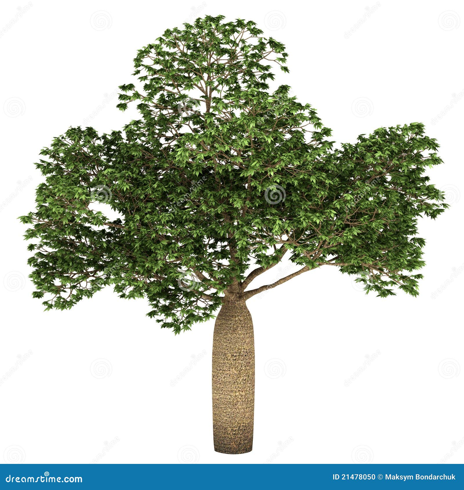 Australian Boab Tree Isolated On White Stock Photo - Image: 21478050