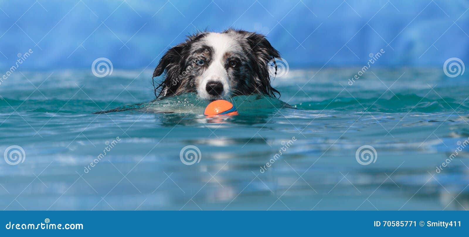Australian Border Collie Swims Stock Image - Image of paddle, retrieve ...