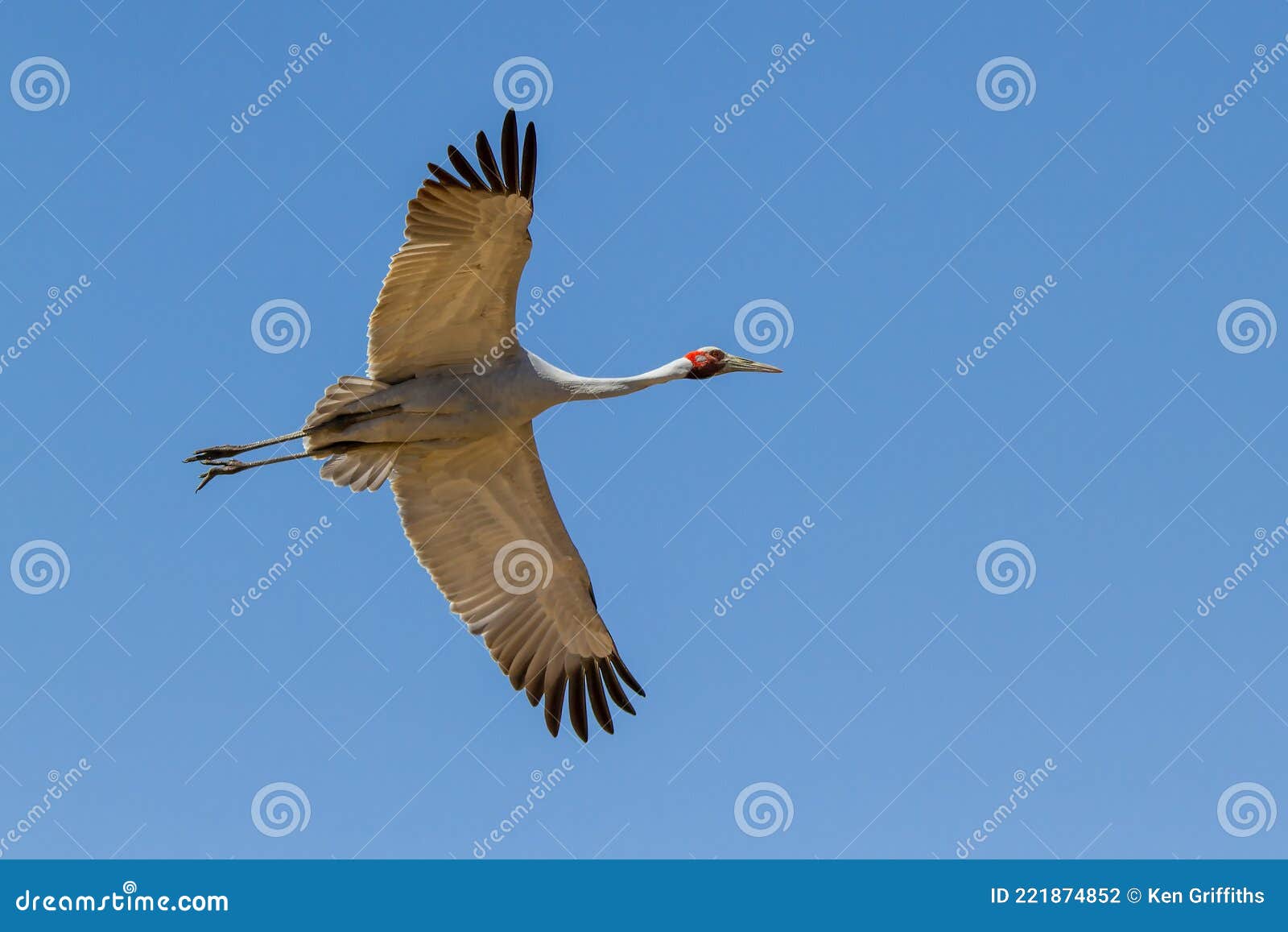 Australian Brolga stock photo. Image of australian, bird - 221874852