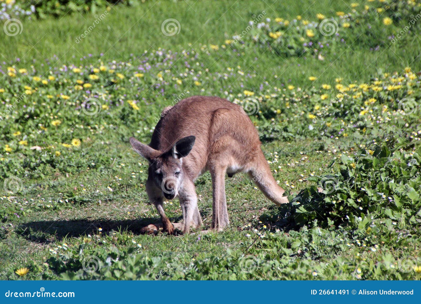 Australian Brown Kangaroo Scratching the Ground Stock Image - Image of ...