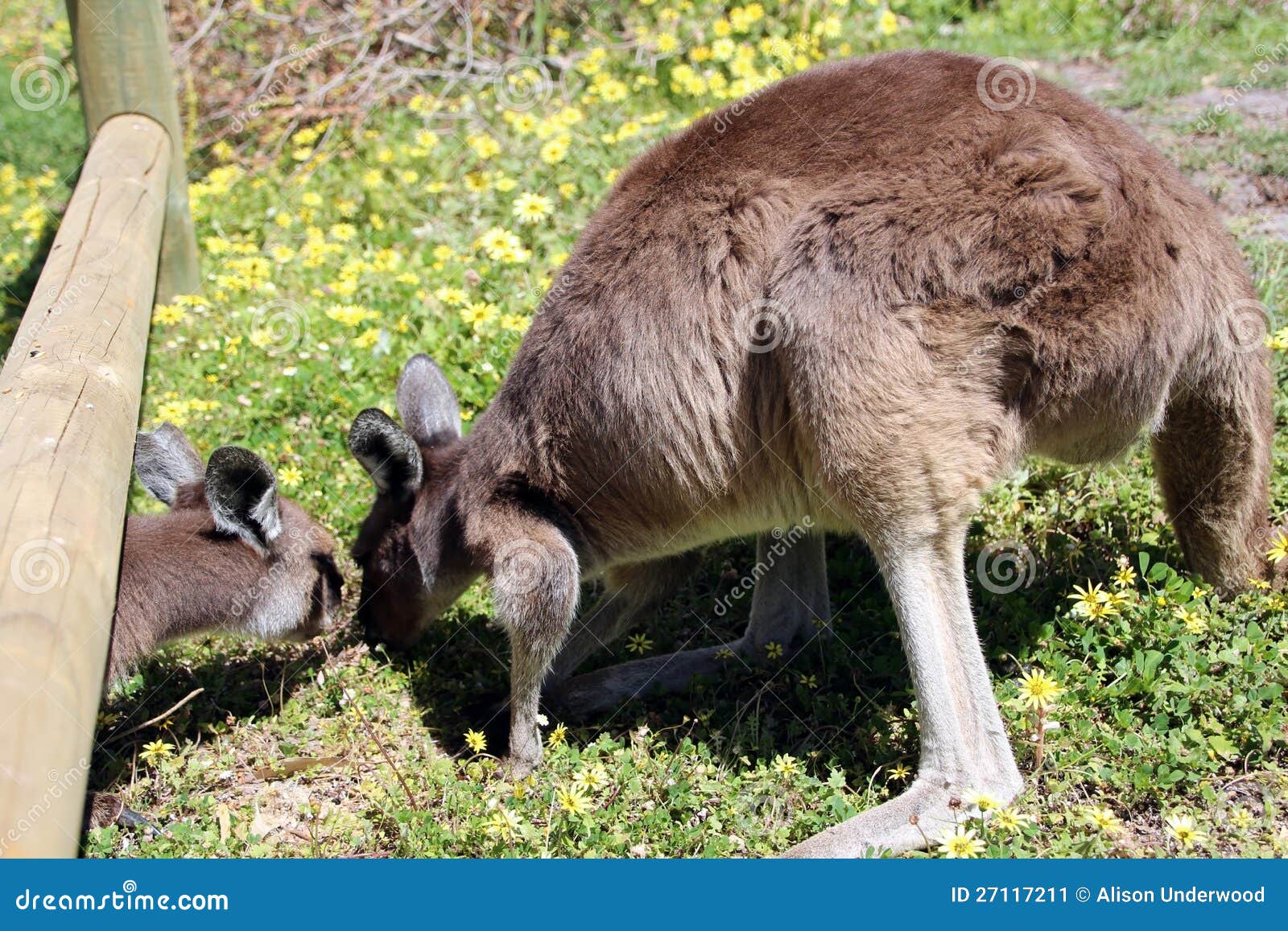 Australian Brown Kangaroos in Field Stock Image - Image of tail, soil ...