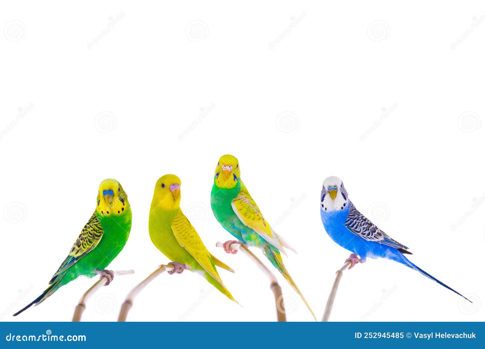 Australian Budgie Sitting on Tree Branch Isolated Stock Image - Image ...