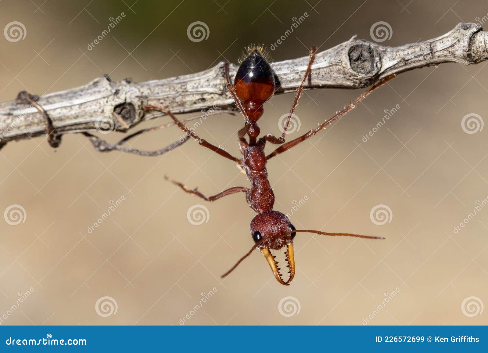 Australian Bull Ant stock image. Image of insect, myrmecia - 226572699
