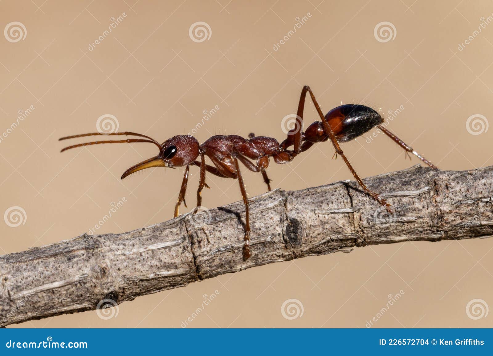 Australian Bull Ant stock photo. Image of insect, aggressive - 226572704