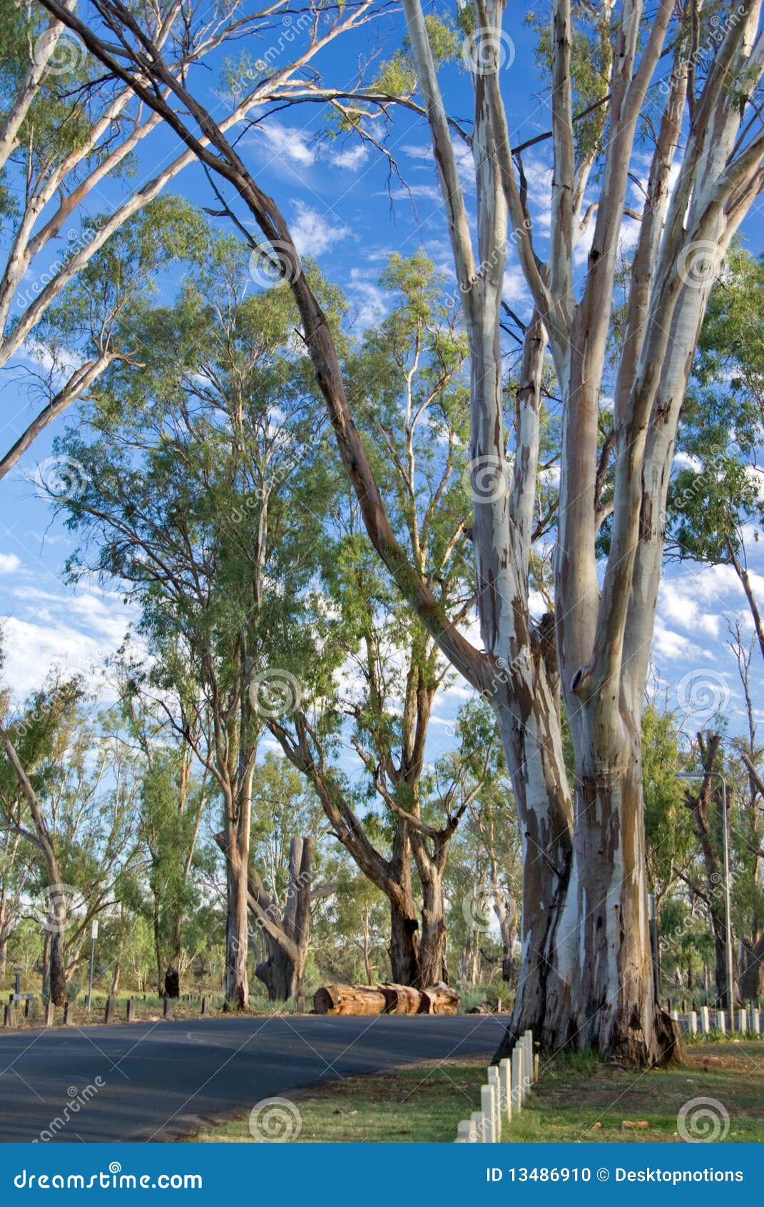 Australian Bush stock photo. Image of country, bark, stringy - 13486910