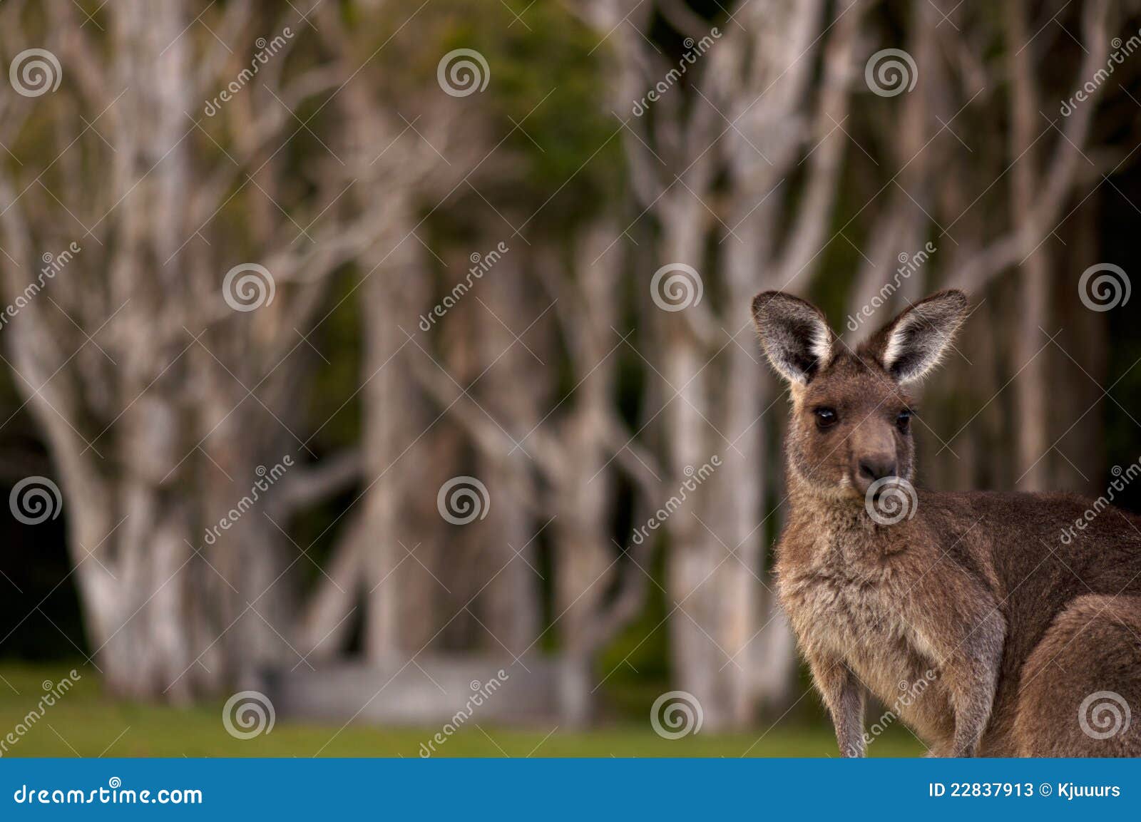 Australian Bush Nature Gum Tree Stock Image | CartoonDealer.com #62825713