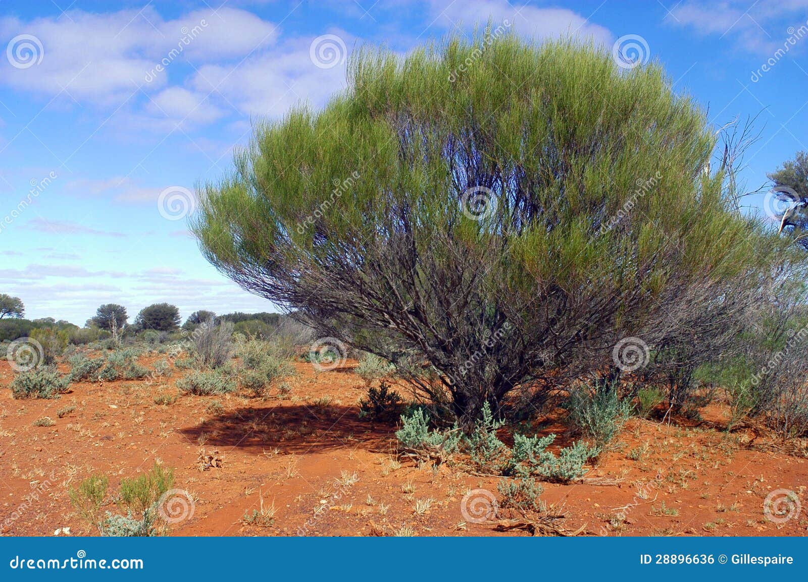 The Australian bush stock photo. Image of grass, plant - 28896636