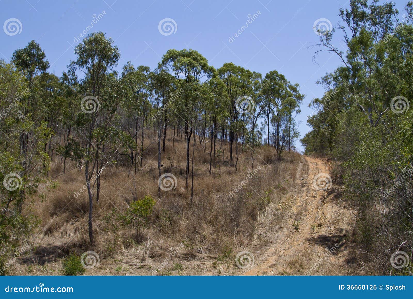 Australian bush stock photo. Image of queensland, tracks - 36660126