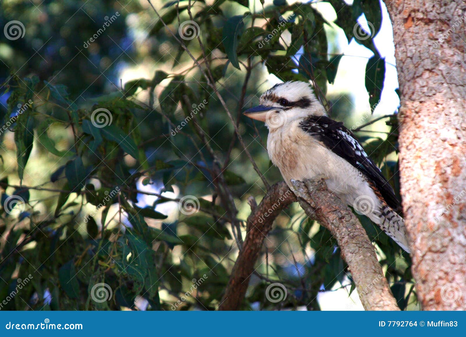 Australian Bush Kookaburra in Tree Stock Photo - Image of feathers ...