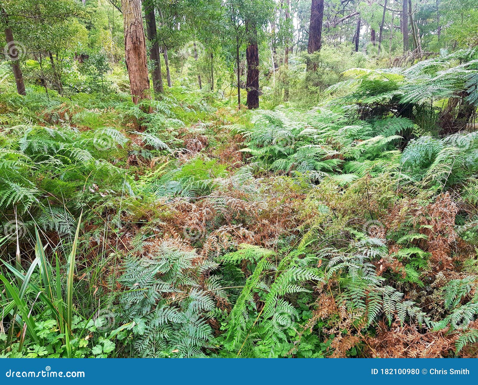 Australian Bush Land Forest Stock Photo - Image of bush, land: 182100980