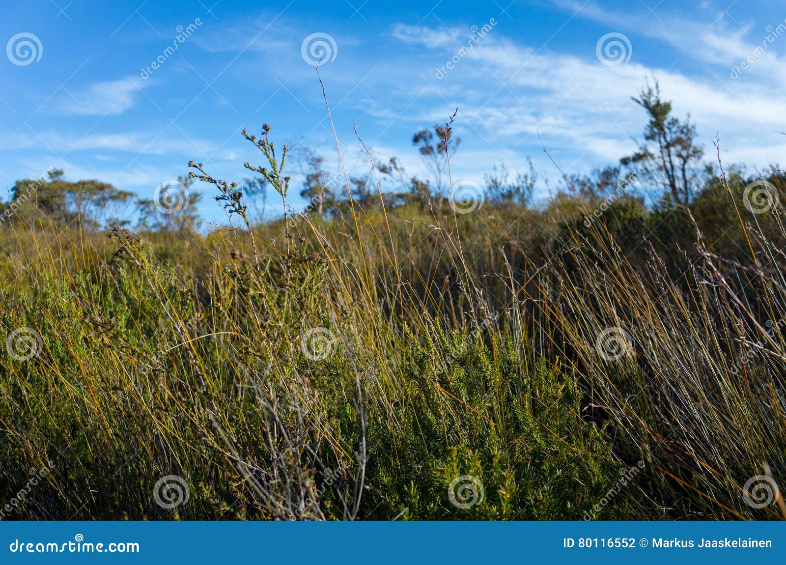 Australian Bush Landscape with Native Shrubs Stock Photo - Image of ...