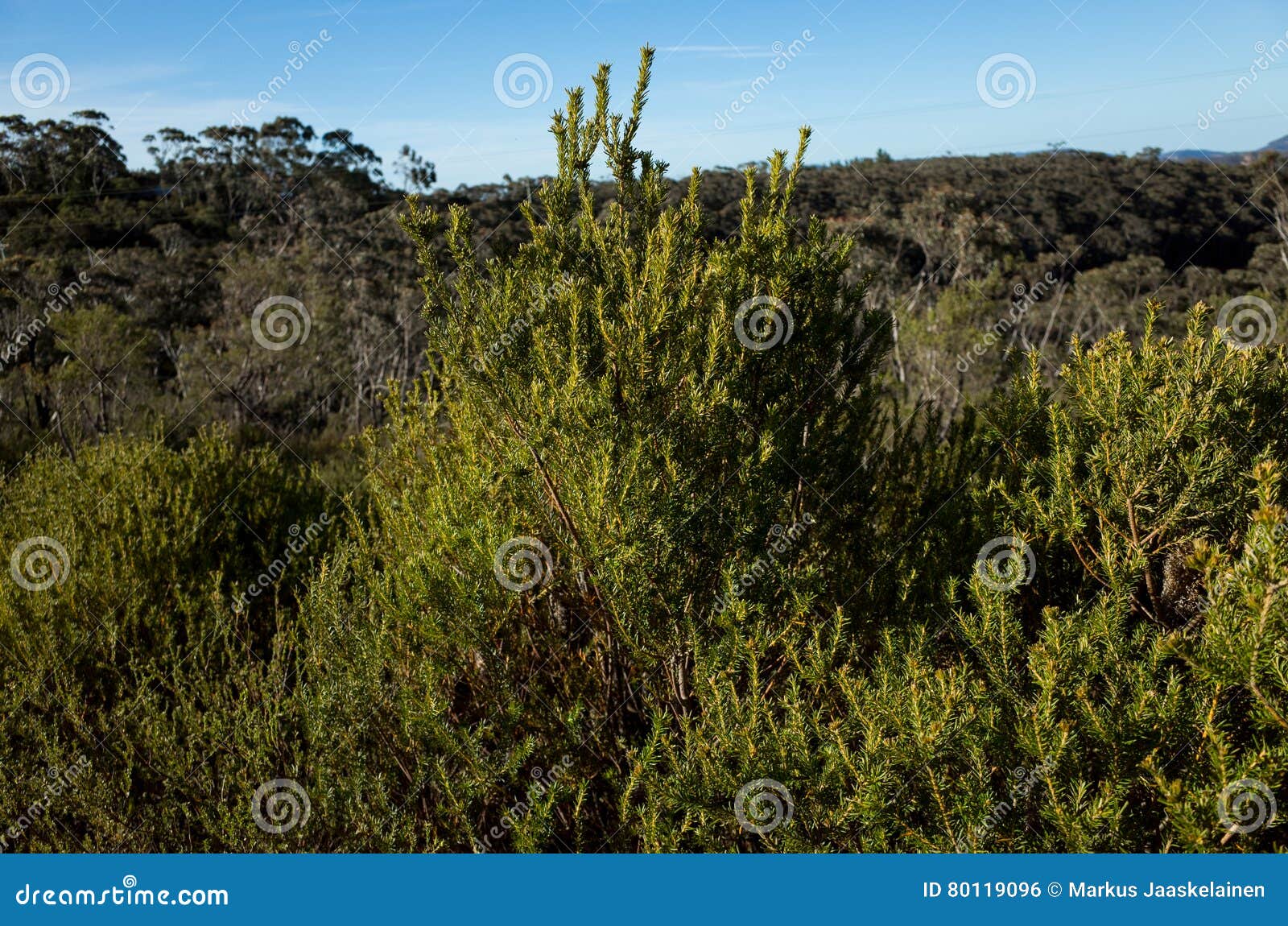 Australian Bush Landscape with Native Shrubs Stock Photo - Image of ...