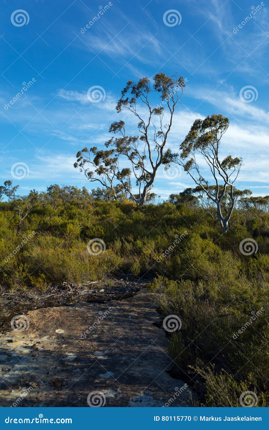 Australian Bush Landscape with Native Shrubs and Eucalyptus Tree Stock ...