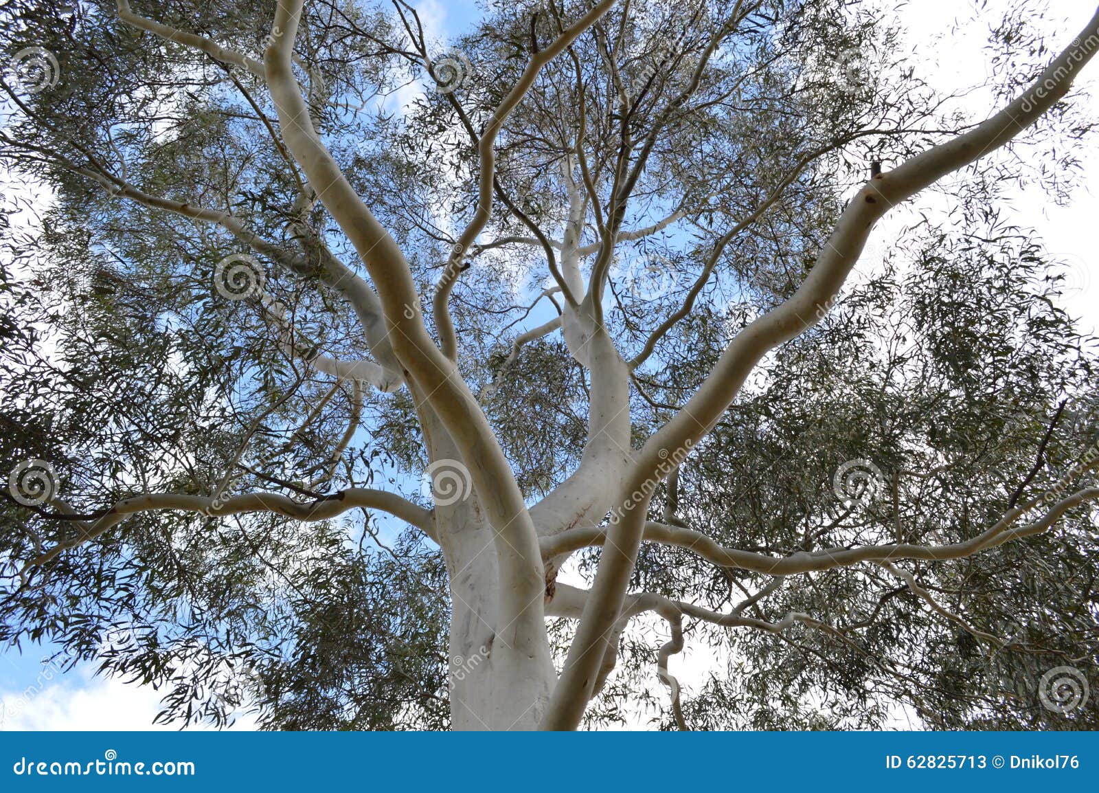Australian Bush Nature Gum Tree Stock Image - Image of bush, branches ...