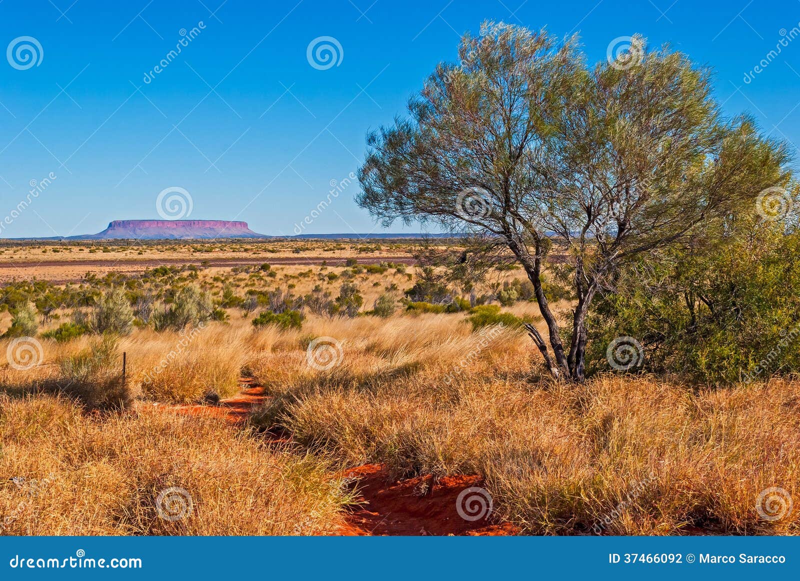 Australian Outback Bush