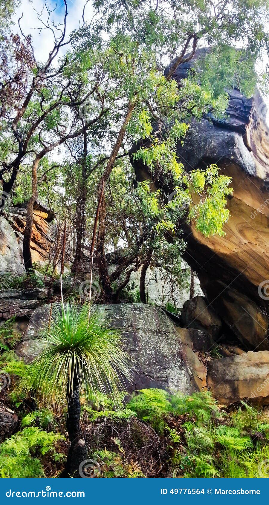 Australian Bush stock photo. Image of rock, nature, palnts - 49776564