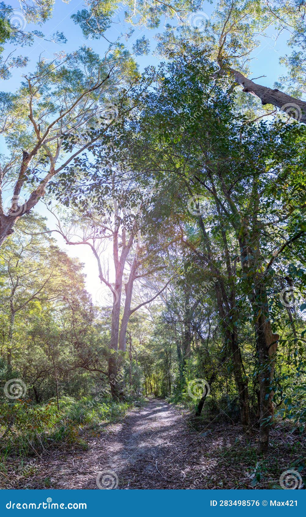 Australian bush pathway stock photo. Image of deciduous - 283498576
