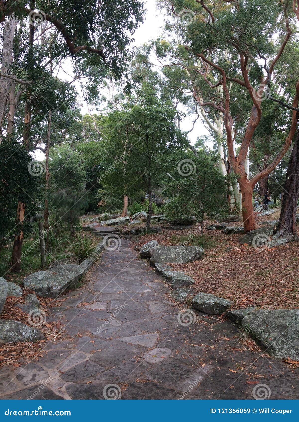 Australian bush stock image. Image of path, nature, branches - 121366059