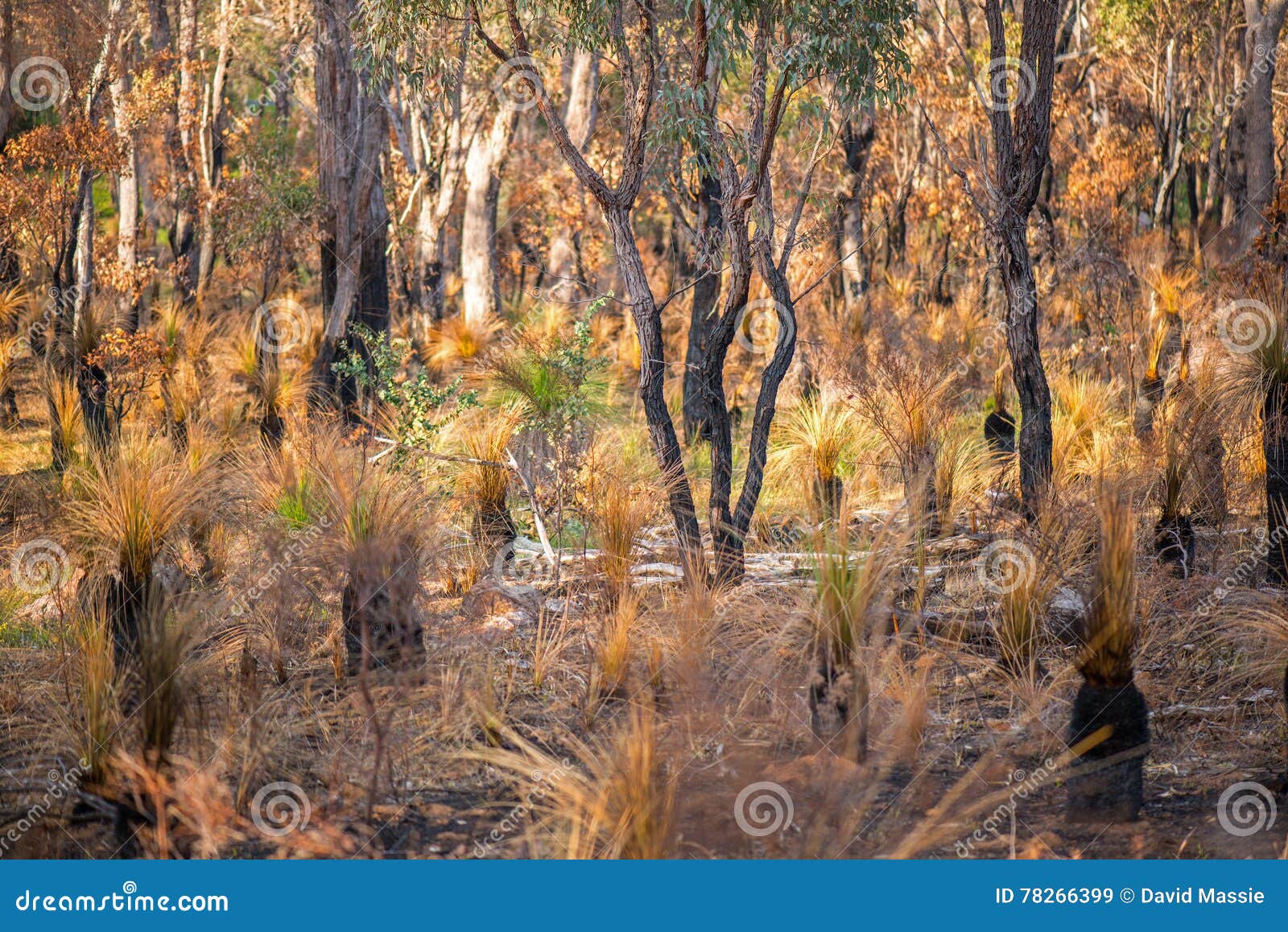 Australian Bush stock image. Image of outback, australia - 78266399