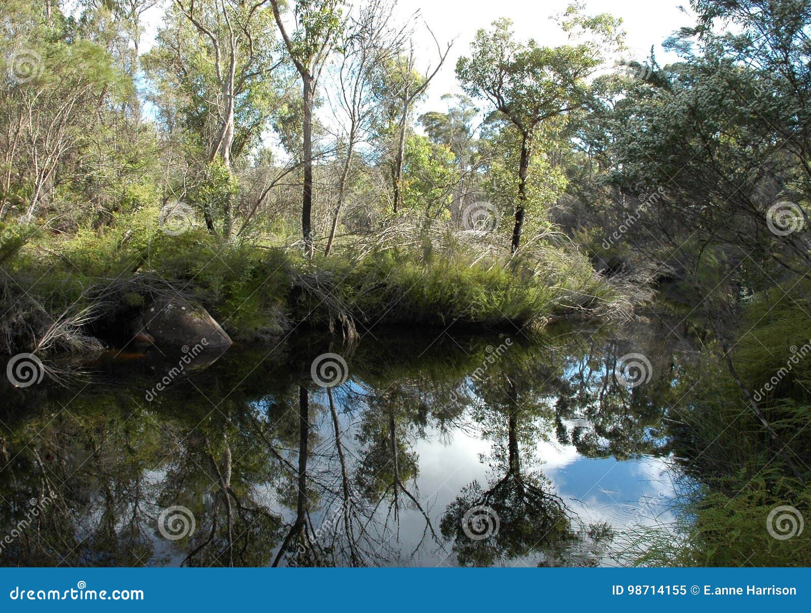 Australian Bush Reflected in a Billabong. Stock Image - Image of ...