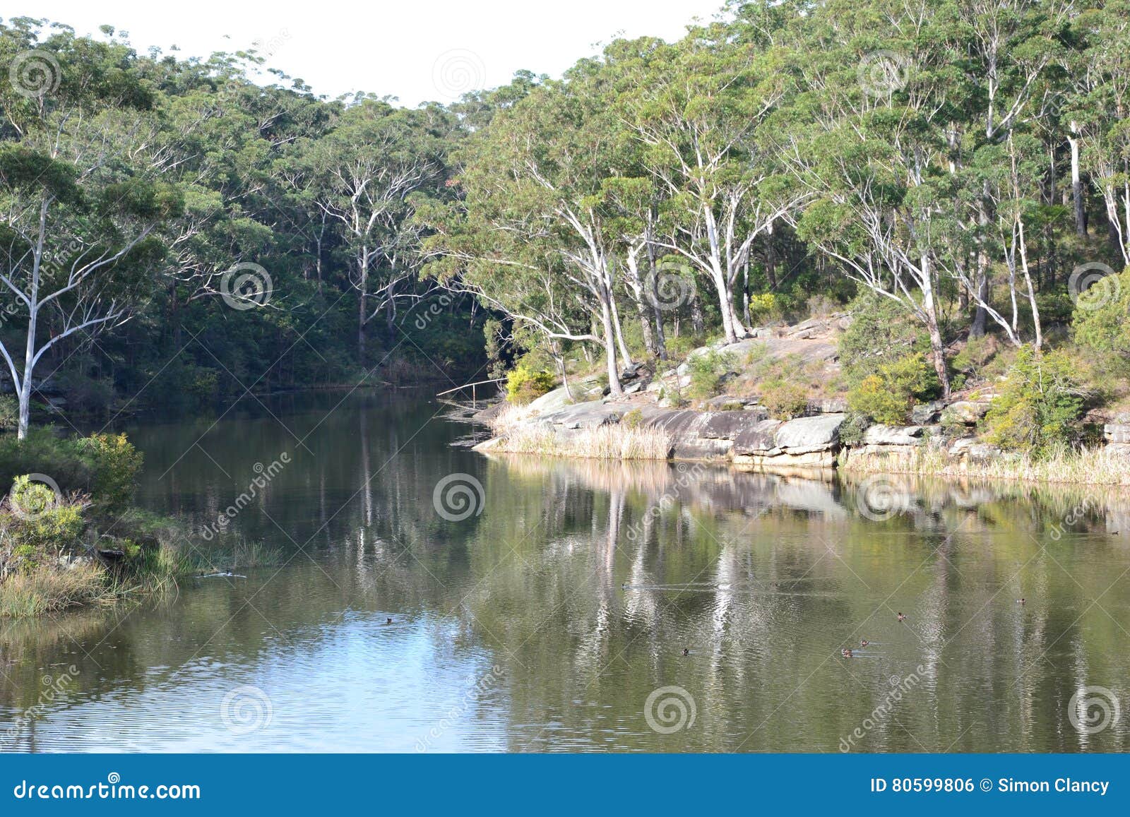 Australian bush Setting stock photo. Image of australian - 80599806